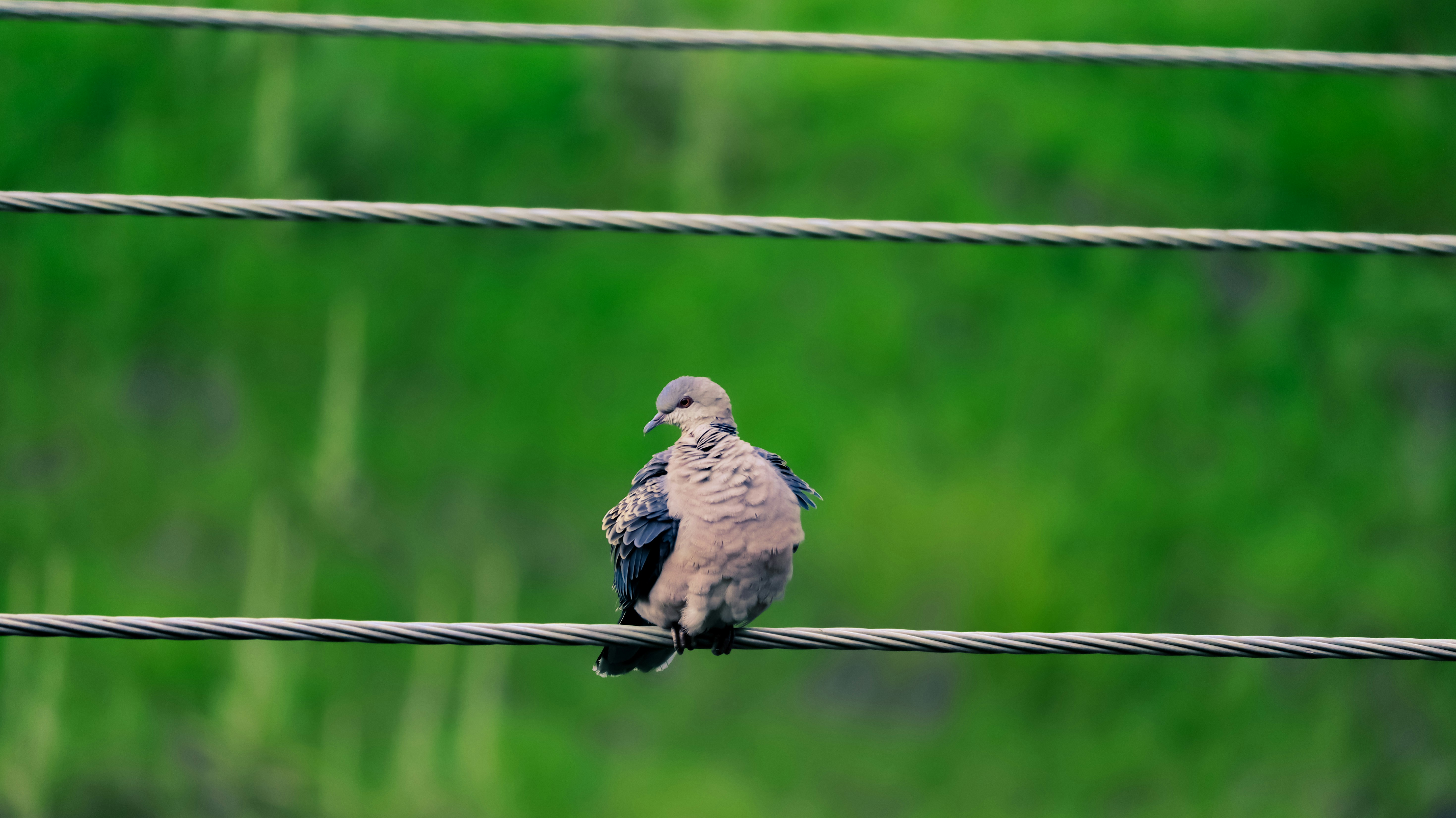 Emerald Hush: A pigeon perched on a lone wire