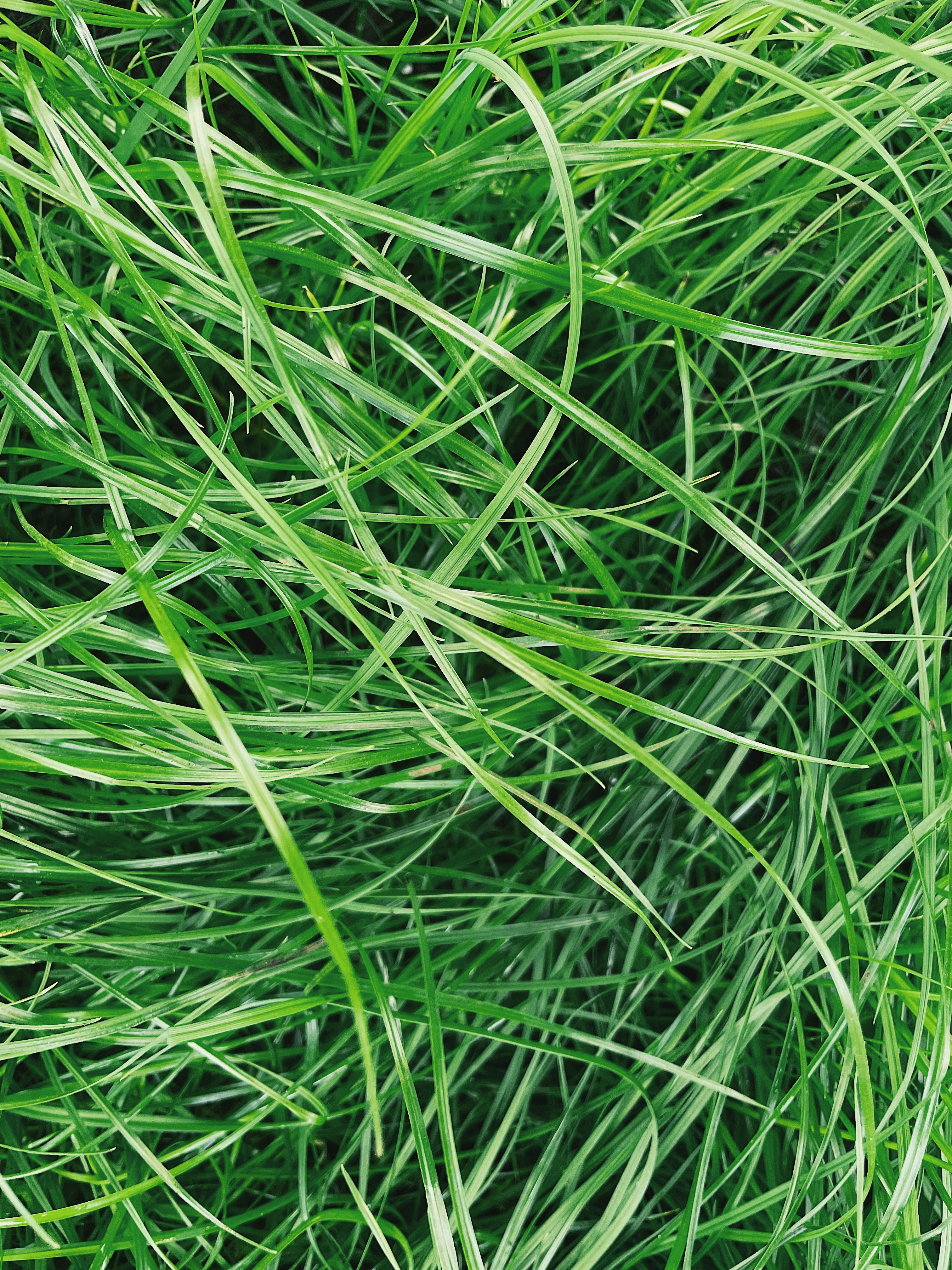 close-up of grass in a field