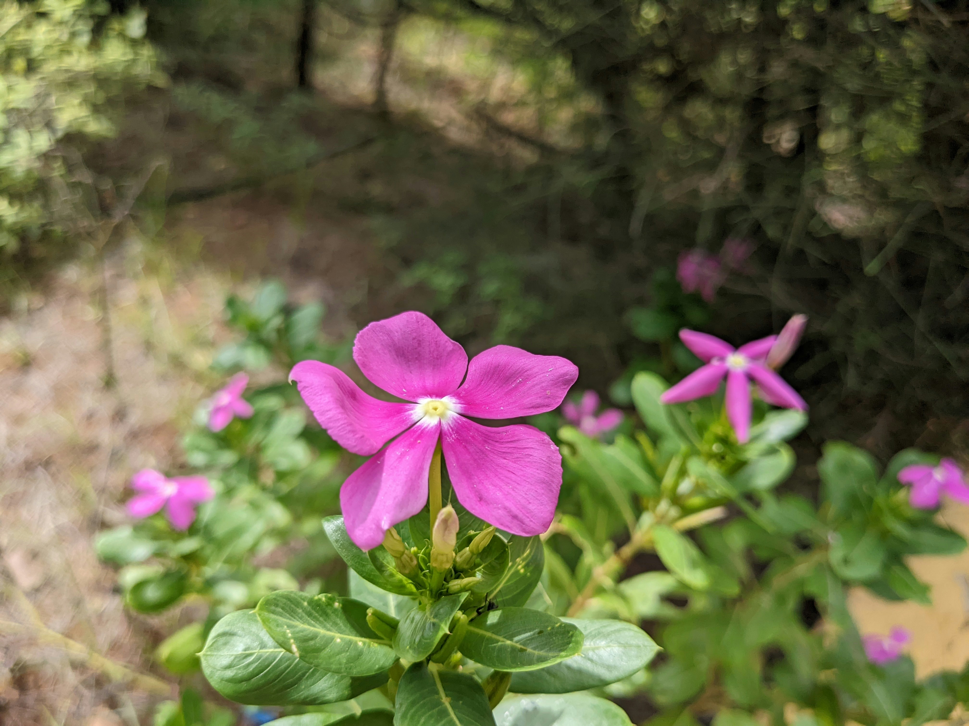 Photo by Sriram Srinivasan with Google Pixel 4a