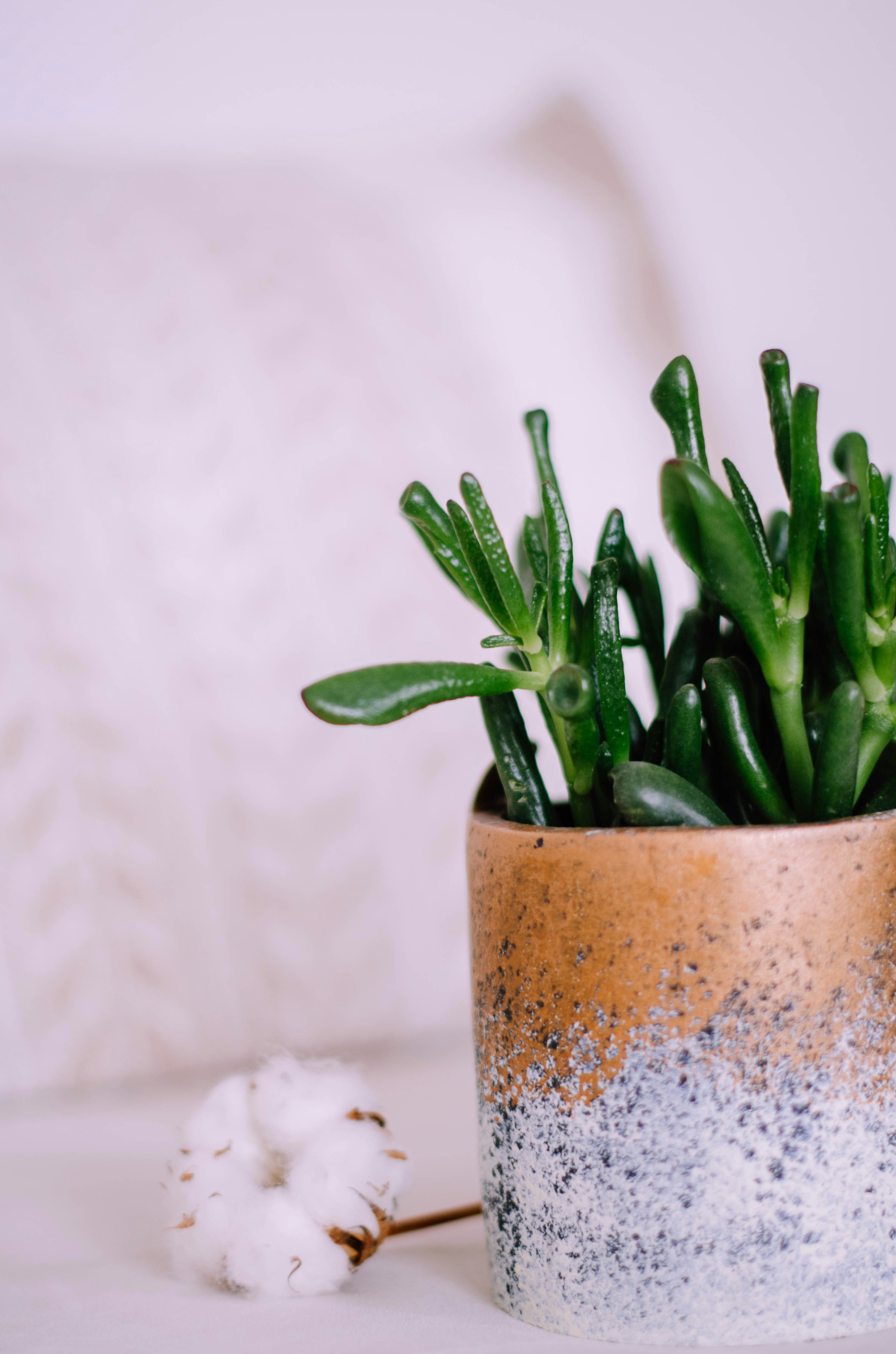 A plant in a pot photo – Free Hugge Image on Unsplash