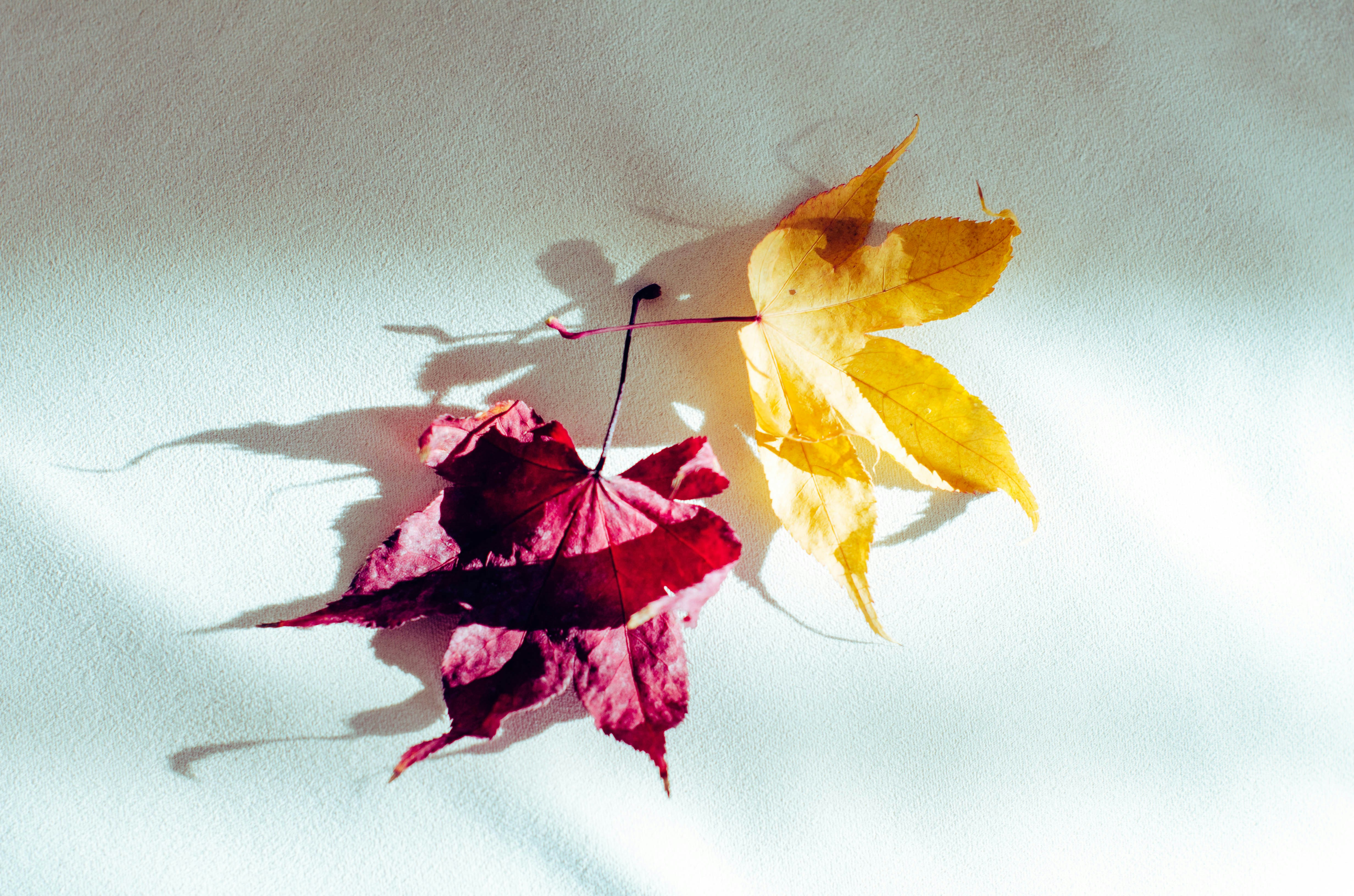 Amber and Amethyst Leaves on Snow: Quiet Color Contrast