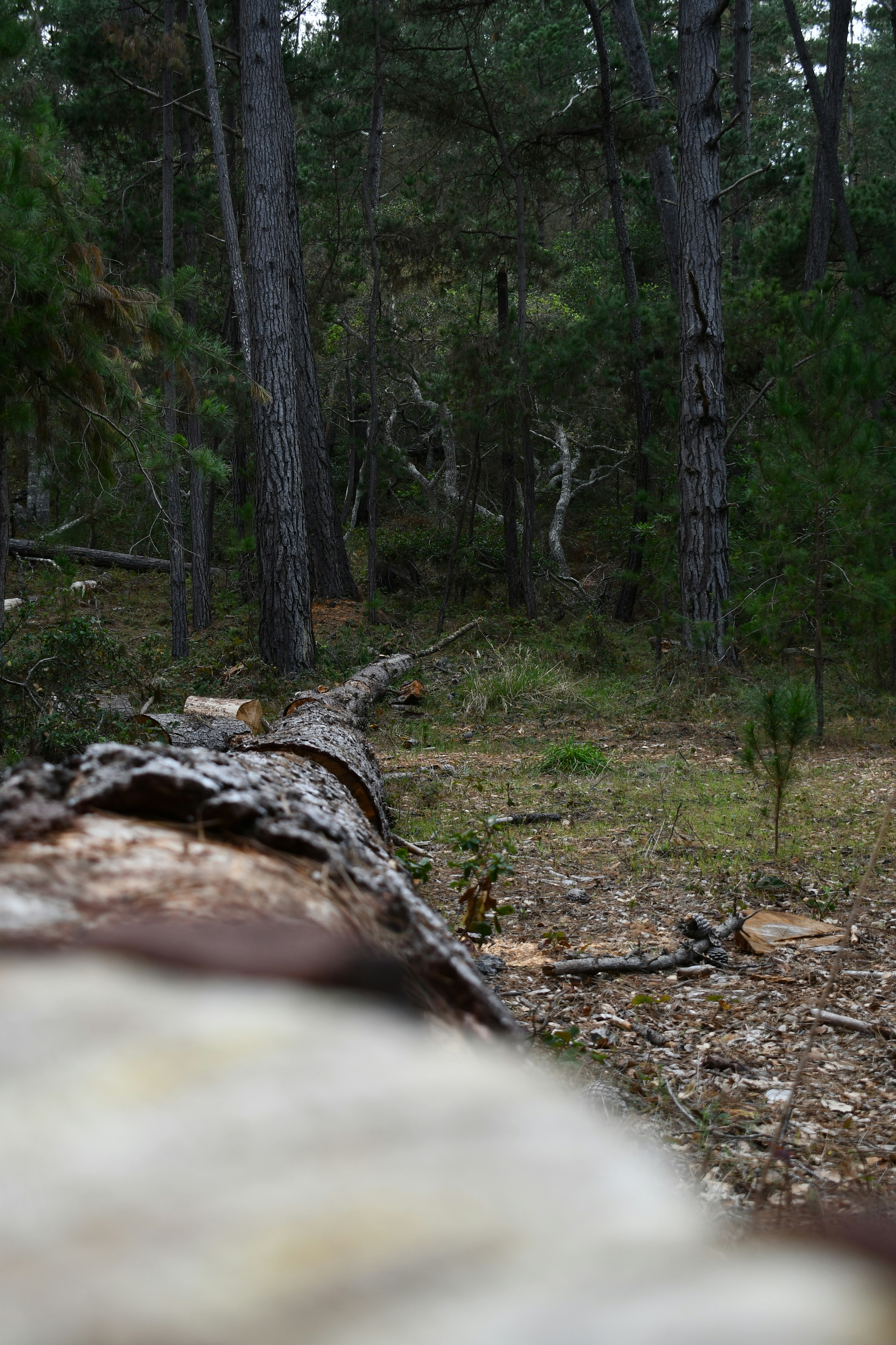 Sunlit Forest Aftermath: A fallen trunk Leads the Eye Into the Pines