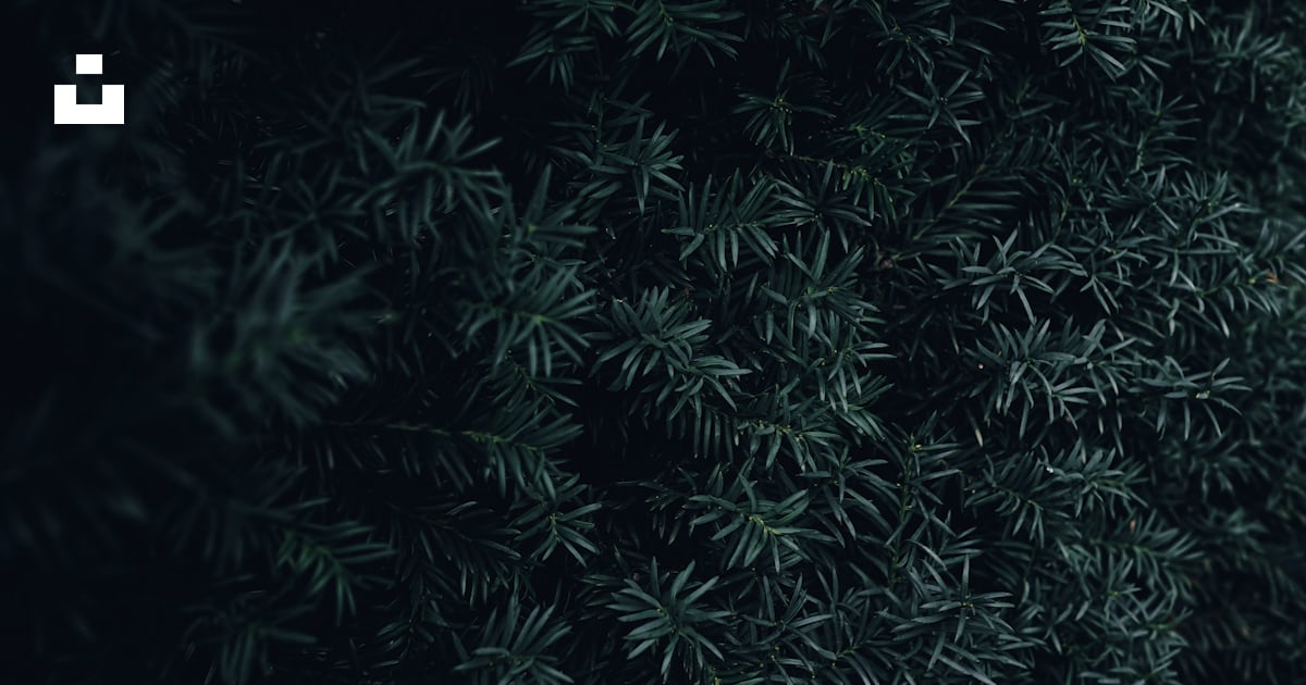 いくつかの植物のクローズアップの写真 Unsplashの暗いの無料画像