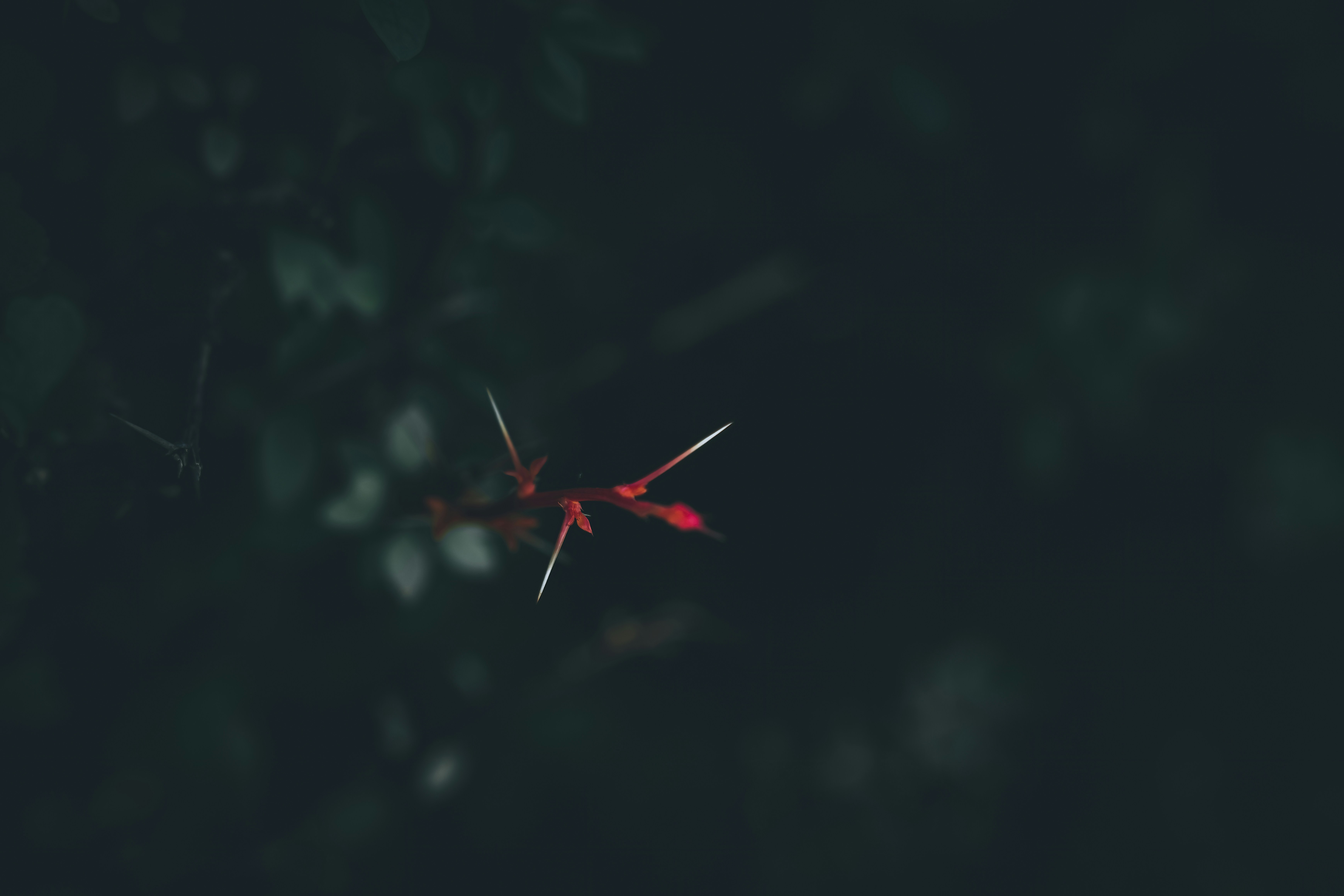 Little red barberry bush spikes
