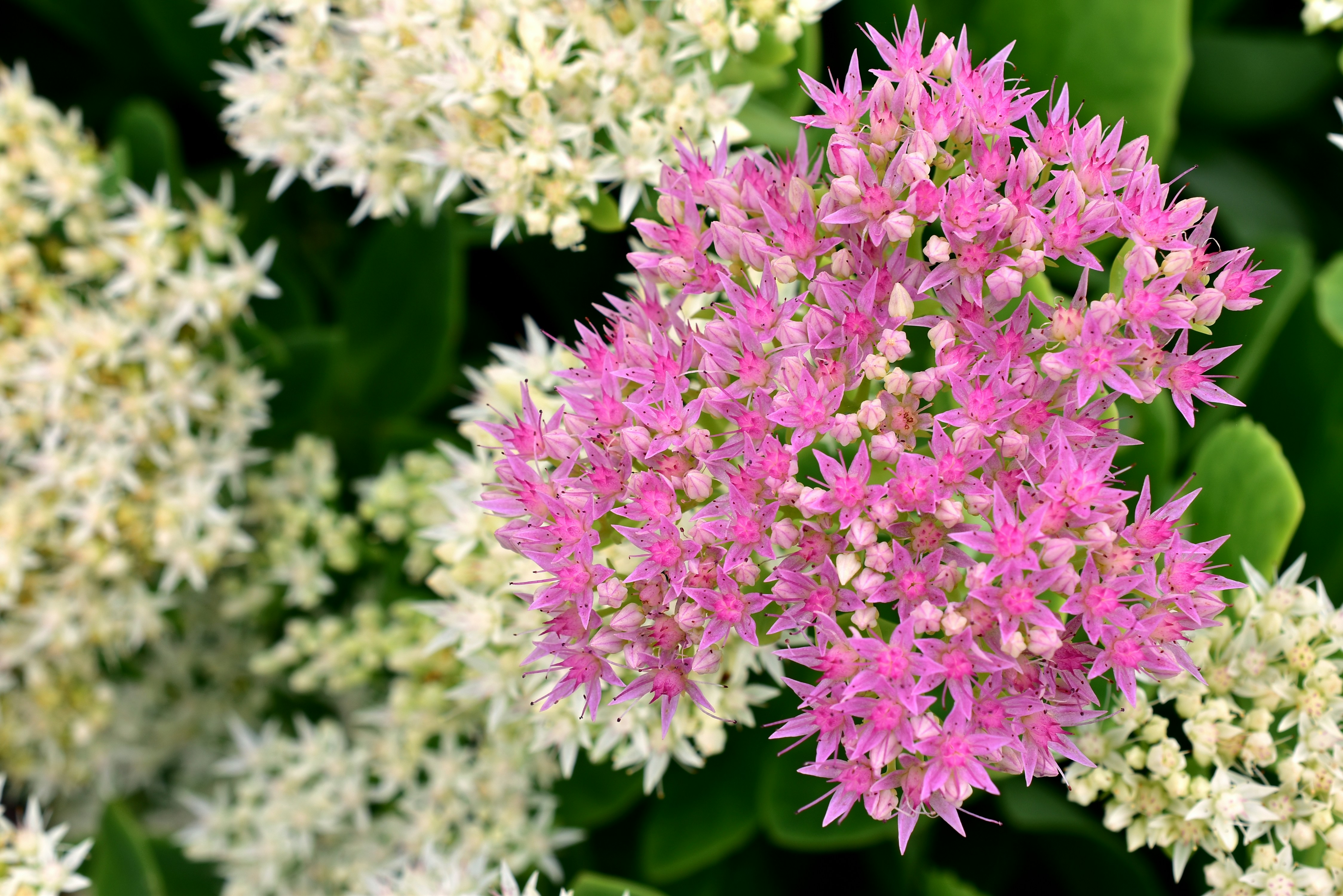 Pink and white clustered flowers with lush green leaves.