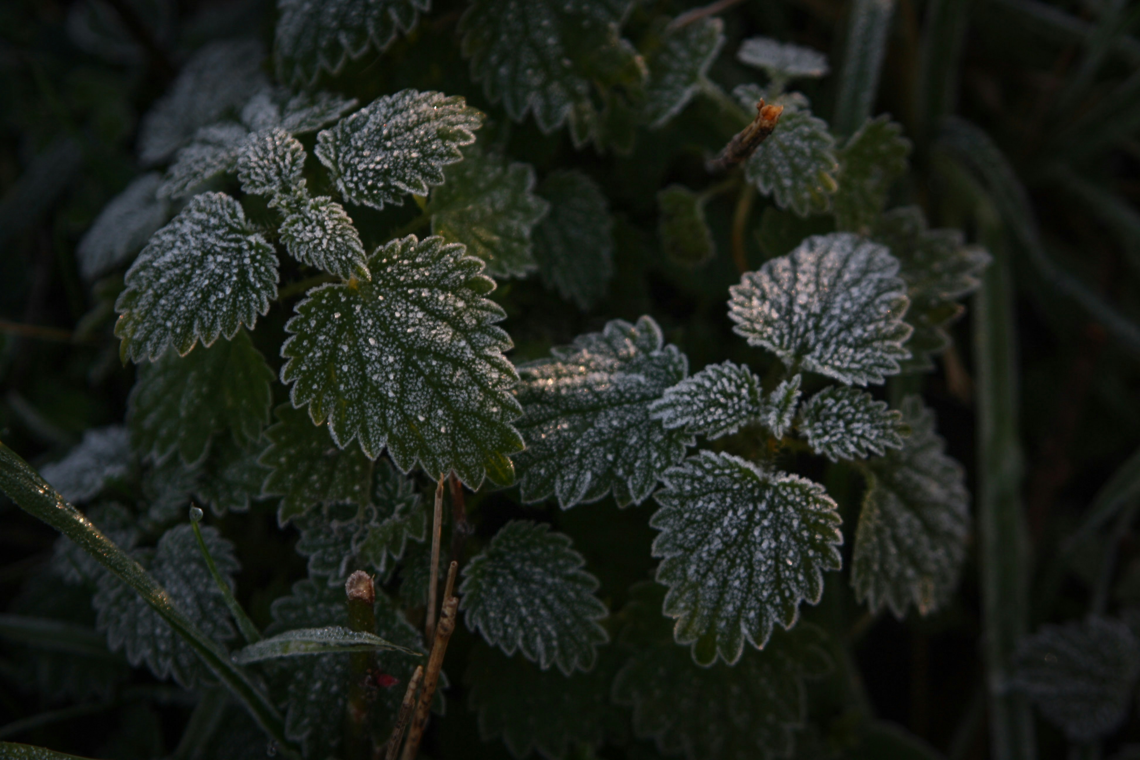 Frost-covered leaves glisten in the early morning light, showcasing intricate patterns and textures. The scene captures the delicate beauty of nature in winter.