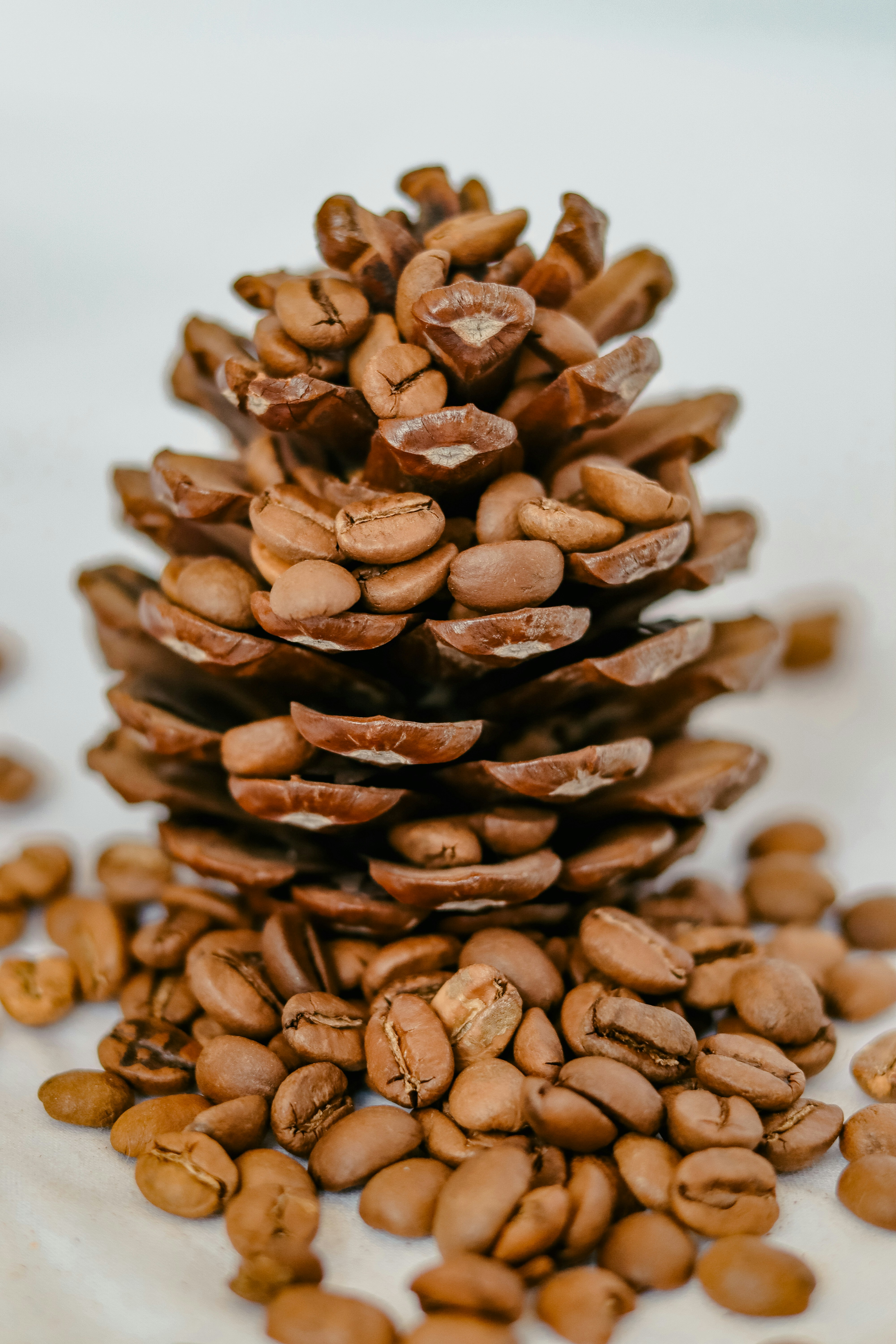 Nostalgic Pine Cone Bouquet of Coffee Bean Autumn