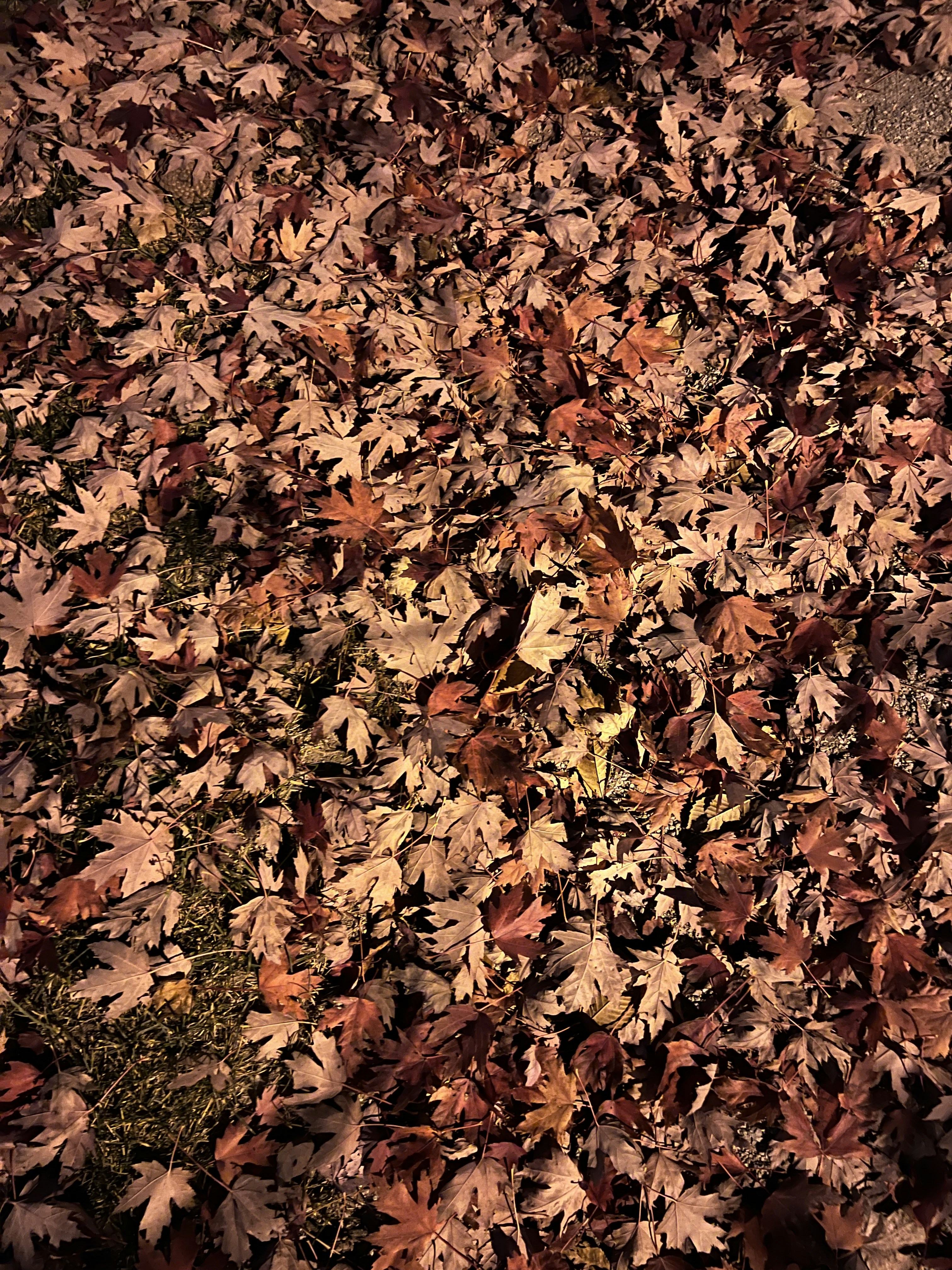 A dense carpet of fallen leaves in warm autumn hues covering the ground. The interplay of light and shadow highlights the intricate textures of the leaves.