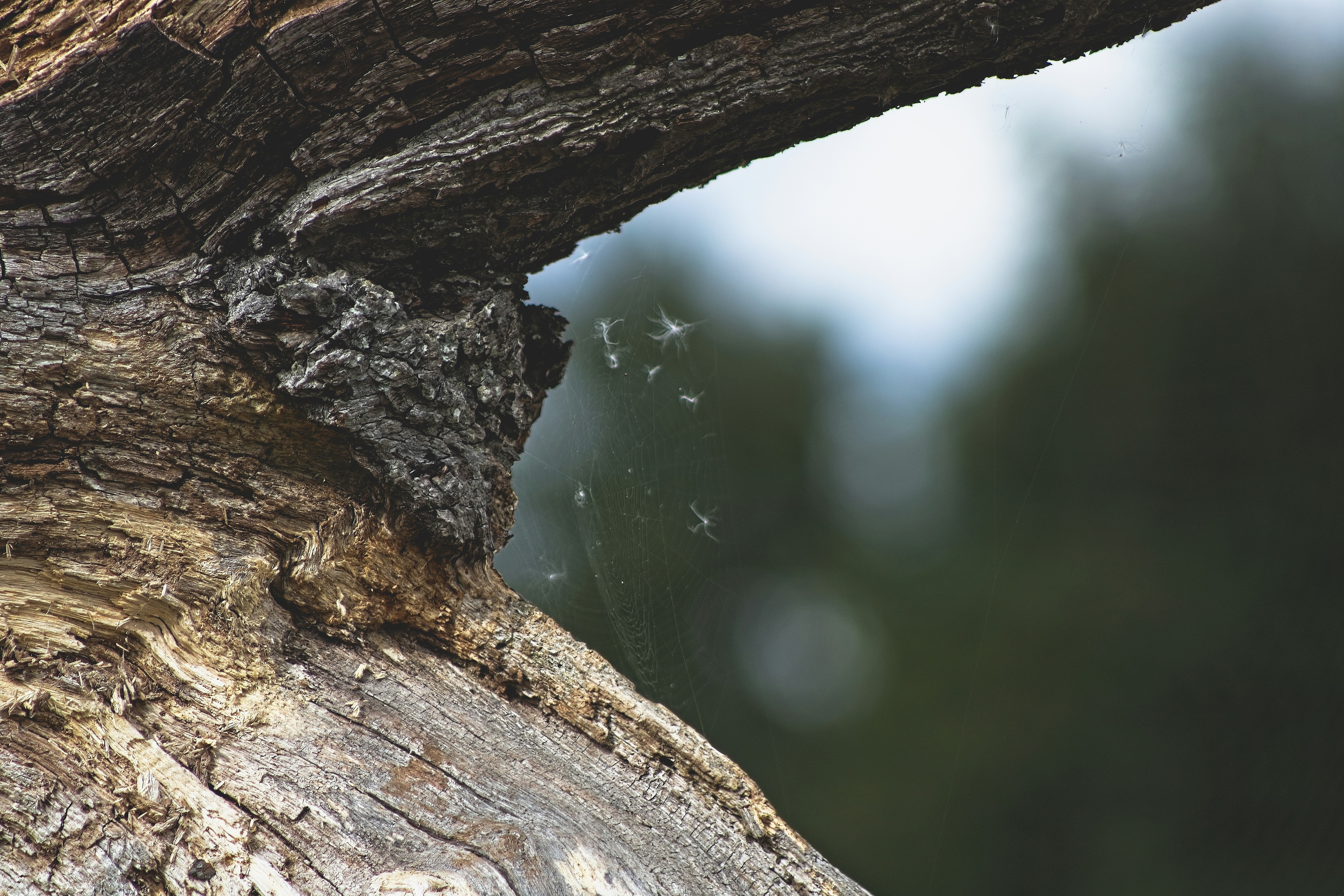 Photo by MJ NE with Canon EOS 2000D