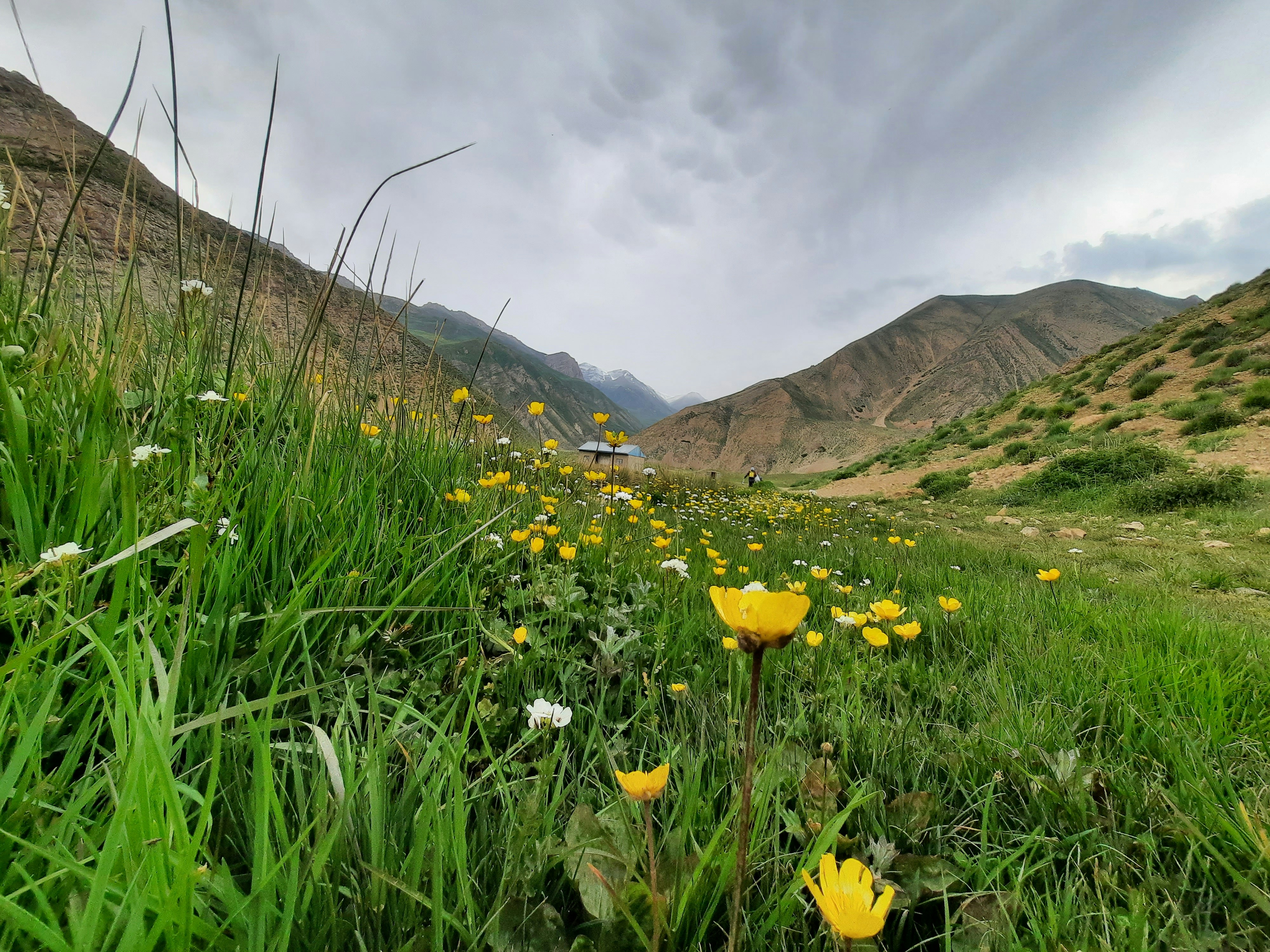 Yellow wildflowers scattered across a lush green valley with distant mountains under a cloudy sky.