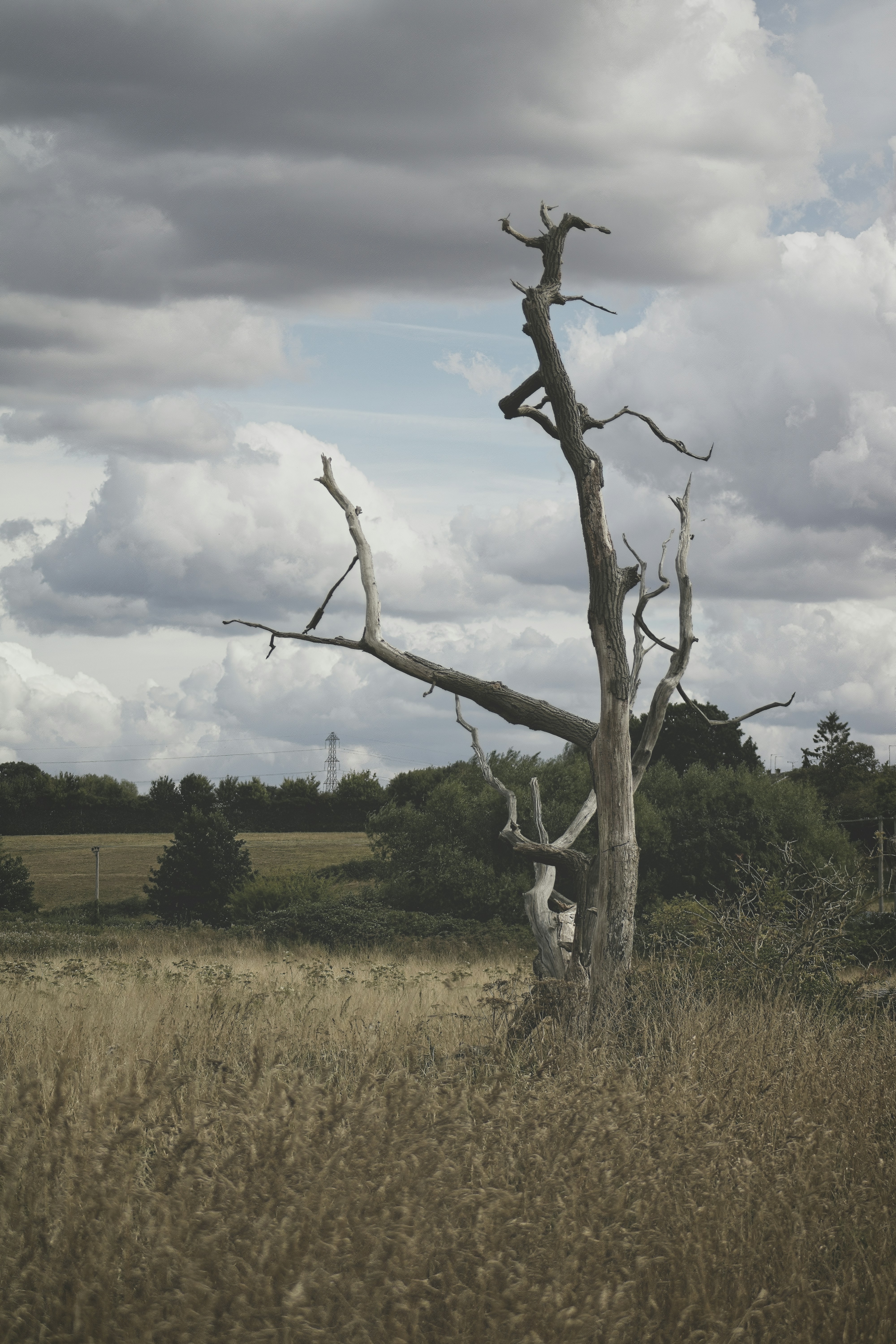 A tree with no leaves photo – Free Tree Image on Unsplash