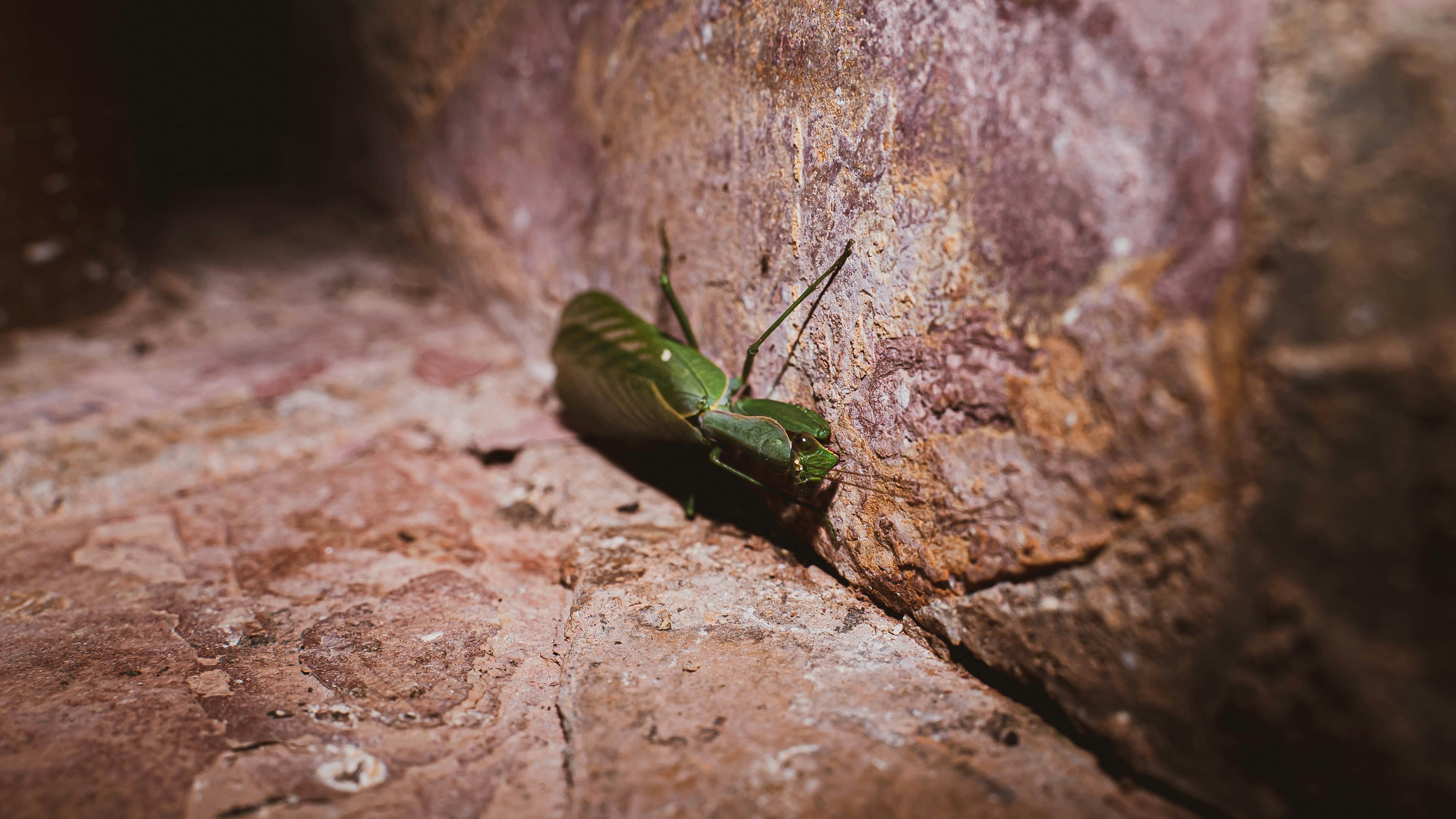 A bright green mantis perches on the wall of a lodge in Bwindi.
