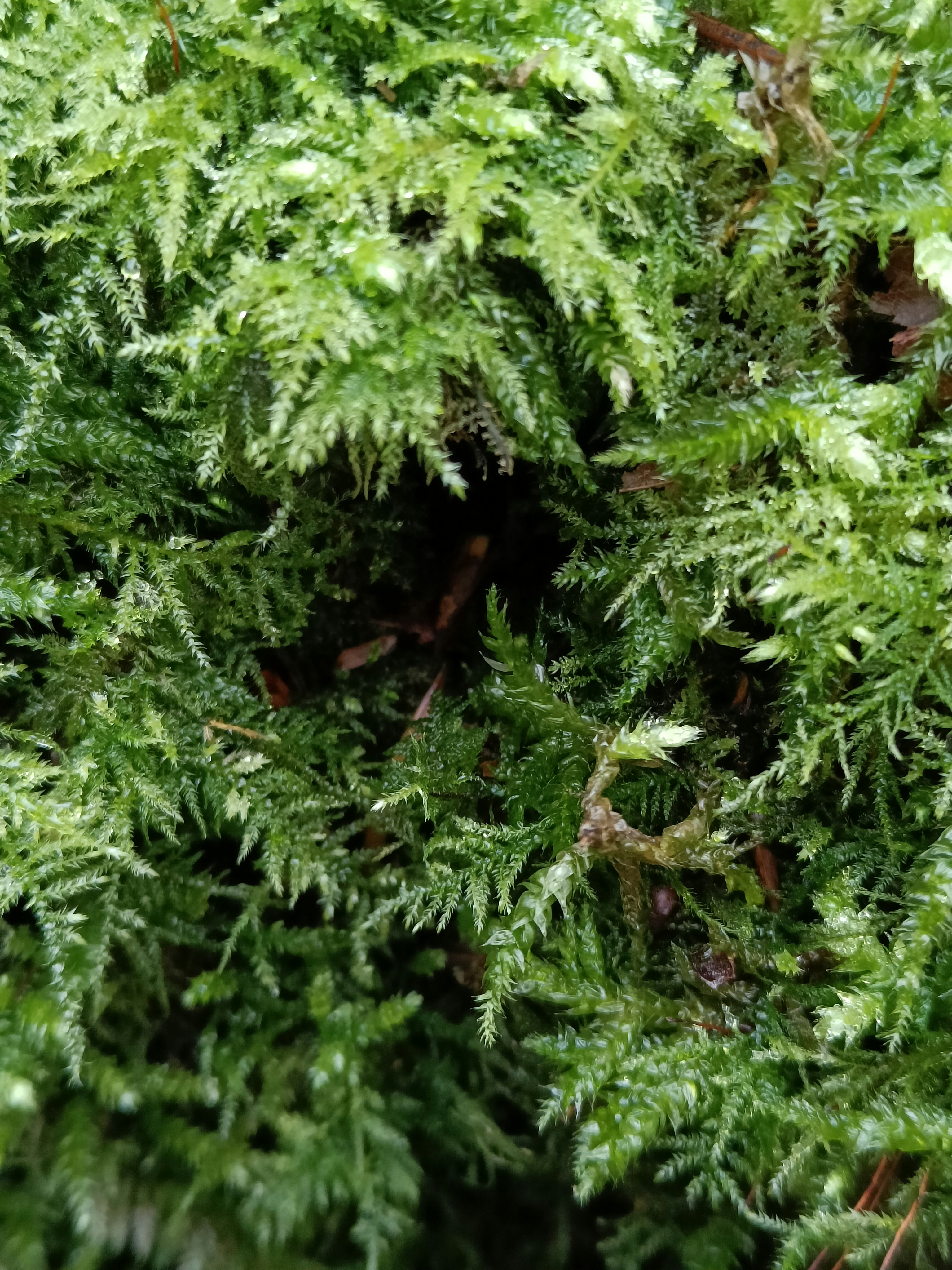 Close-up of vibrant green moss showcasing its delicate texture and intricate patterns. The rich detail highlights the beauty of nature's microcosm.