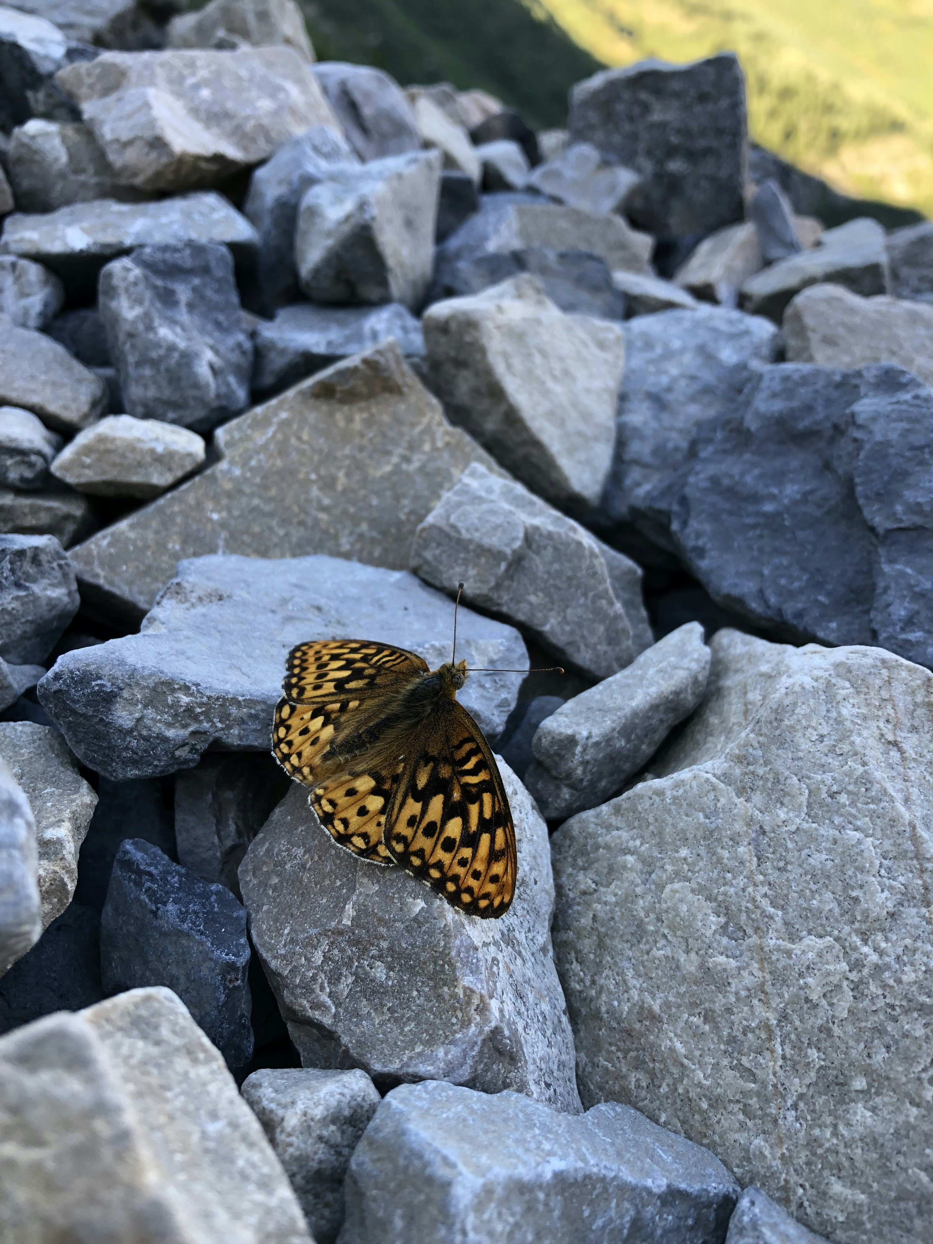 Sample photo from Apple iPhone 8