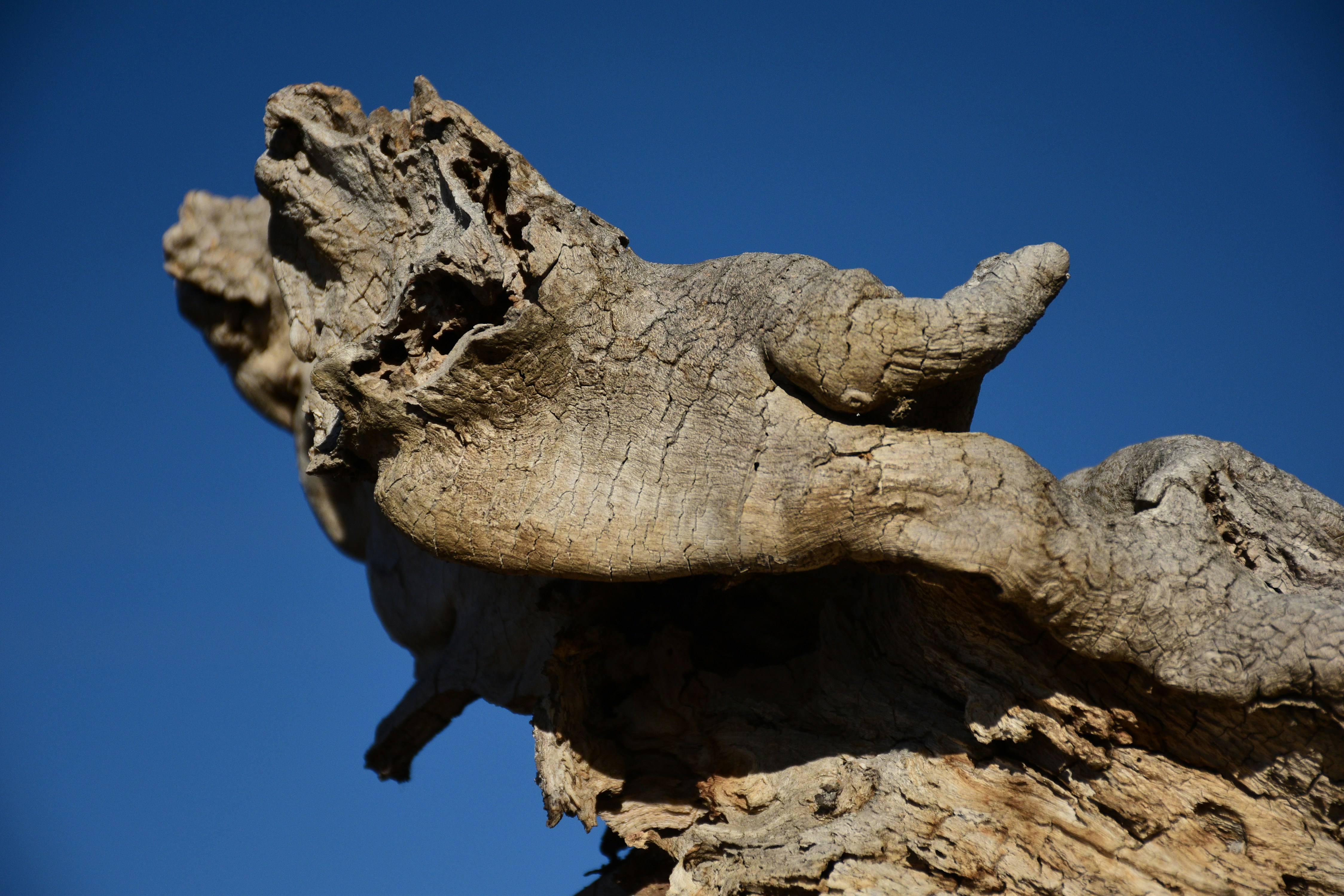Dragon Head Rising from Weathered Stone Under a Clear Blue Sky
