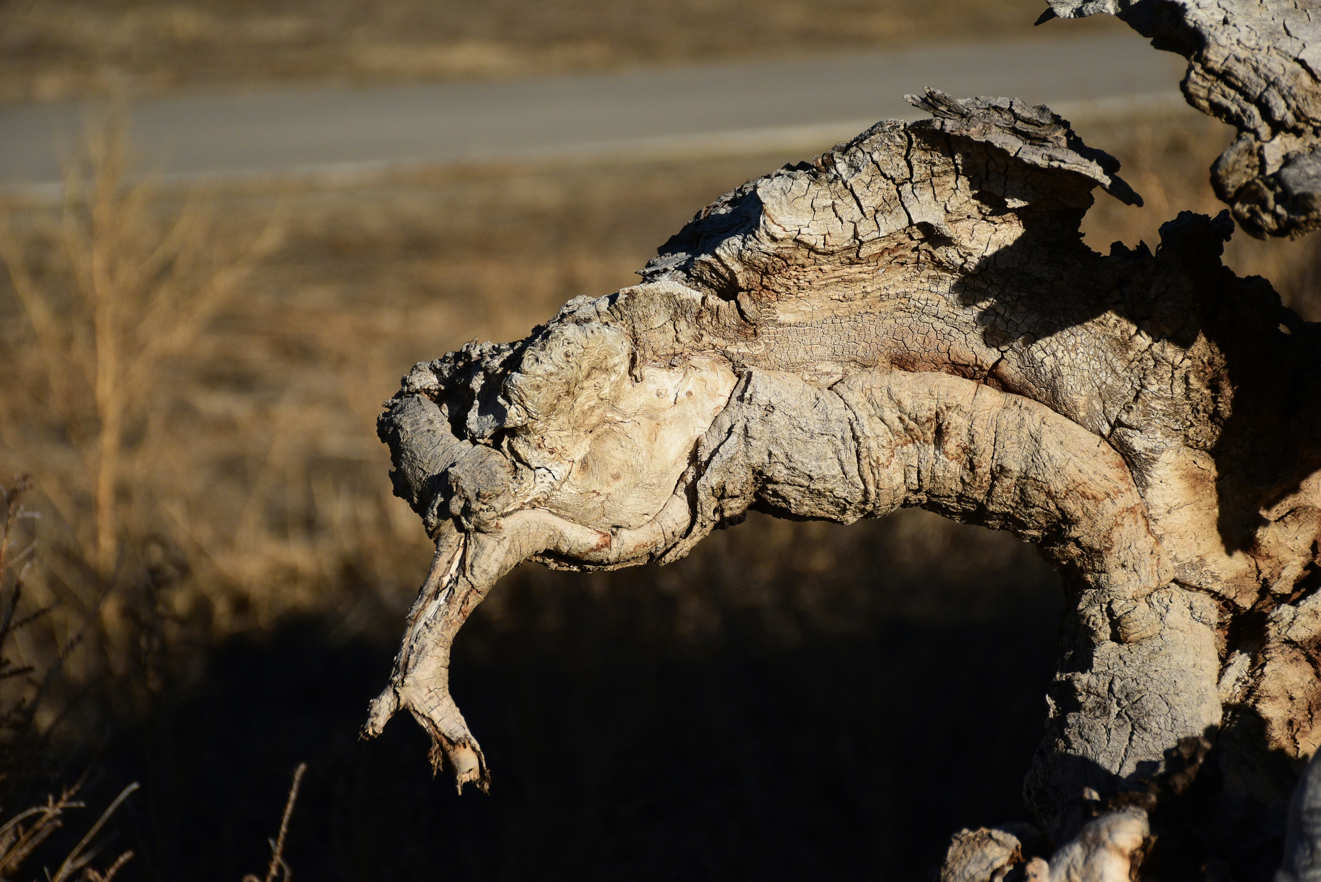 Gnarled Hand of Time: Weathered Branch Reaches Toward the Open Field