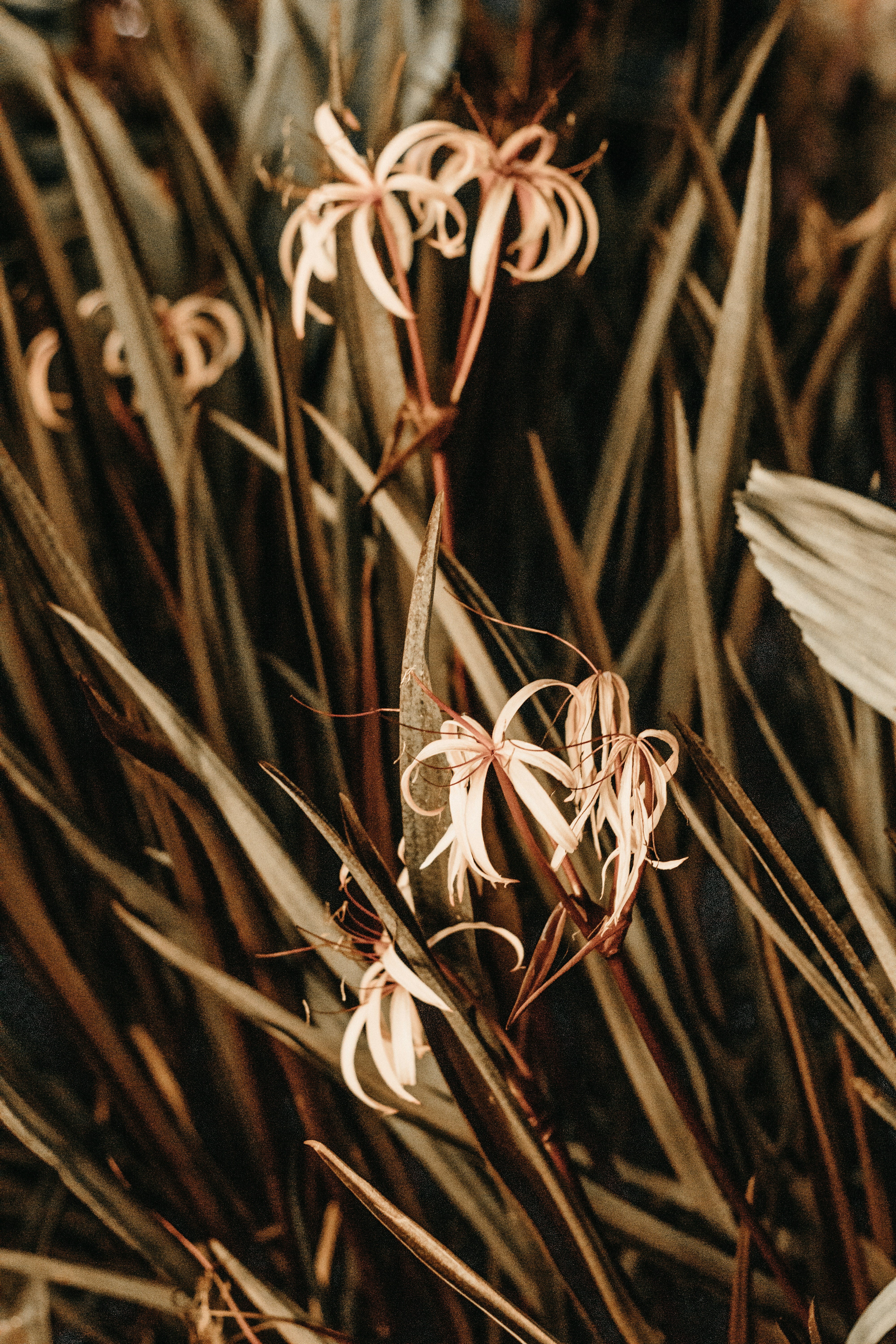 Petal Spirals in a Twilight Thicket