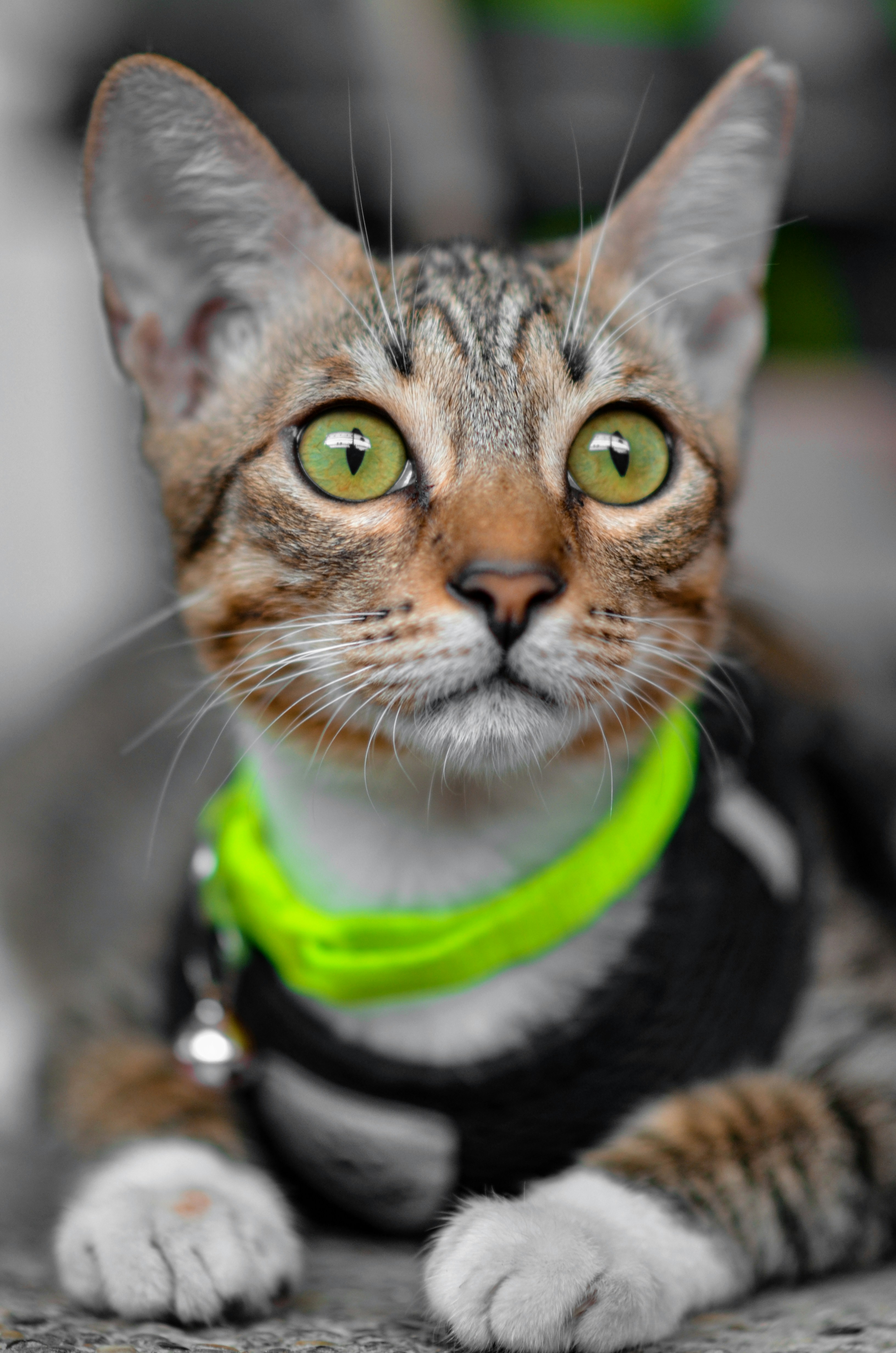 A cat with a green collar photo – Free Philippines Image on Unsplash