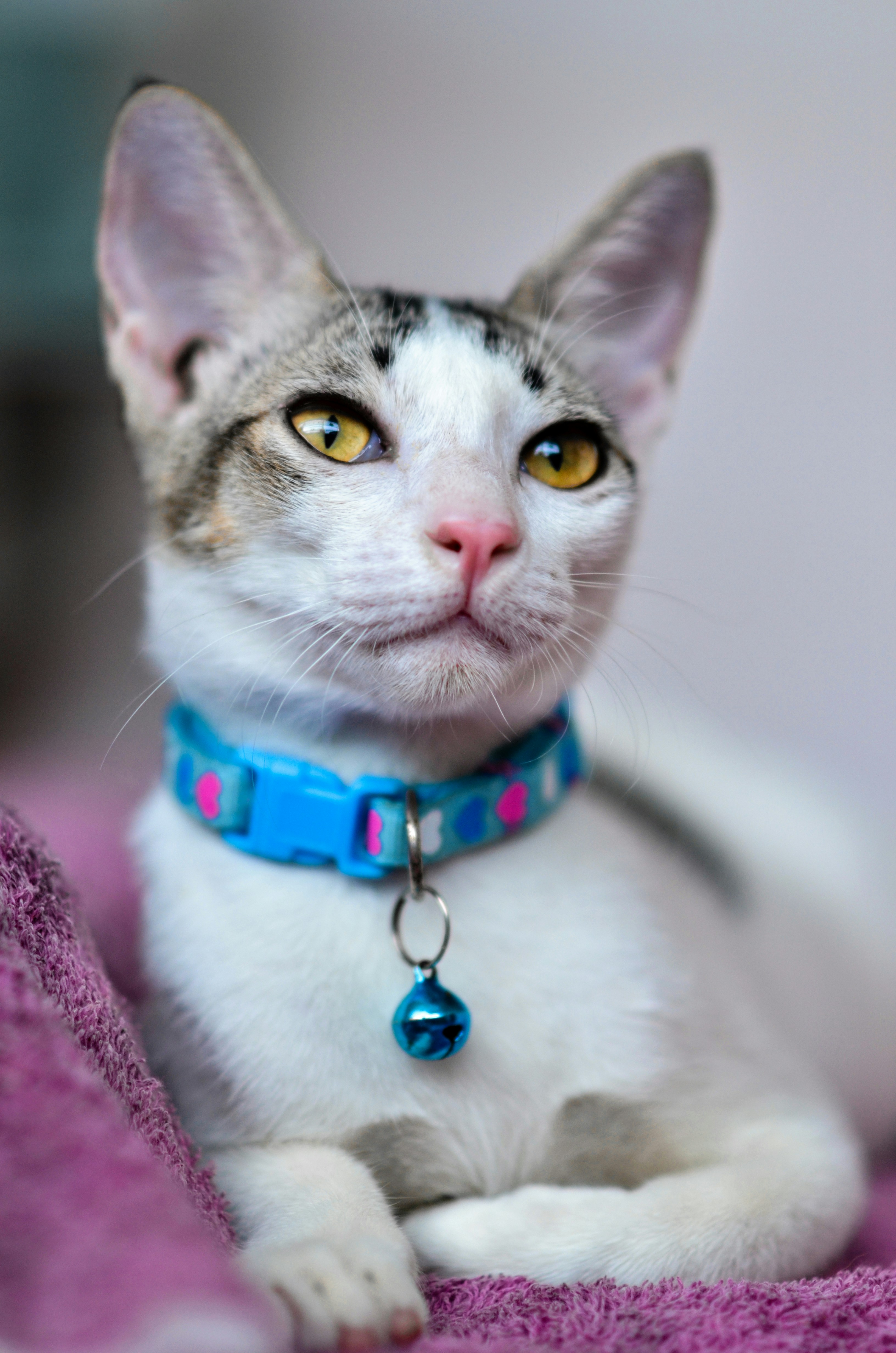 A cat with a blue collar photo – Free Bulacan Image on Unsplash