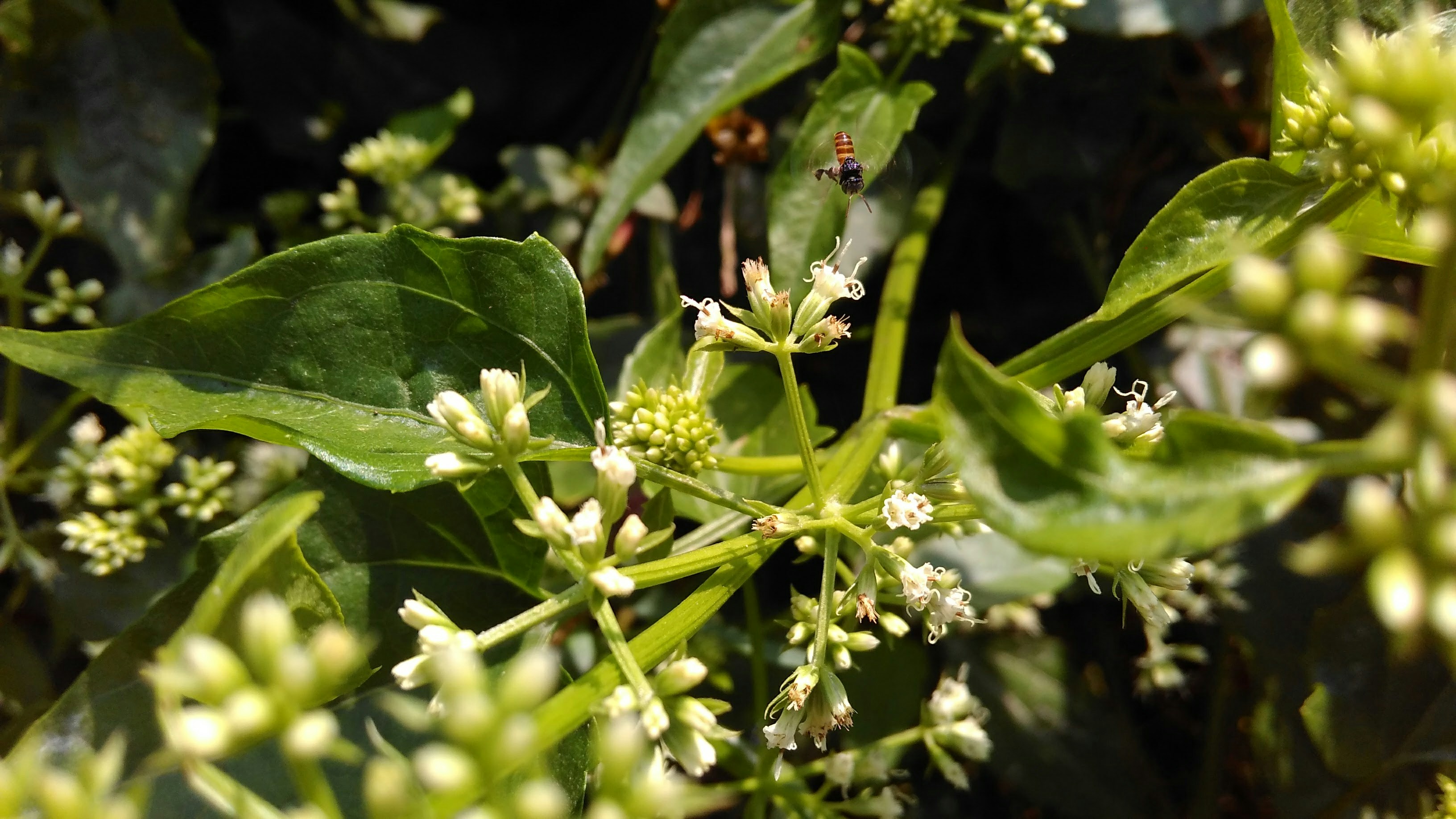 Hidden Visitor Among White Blossoms: A Macro Moment