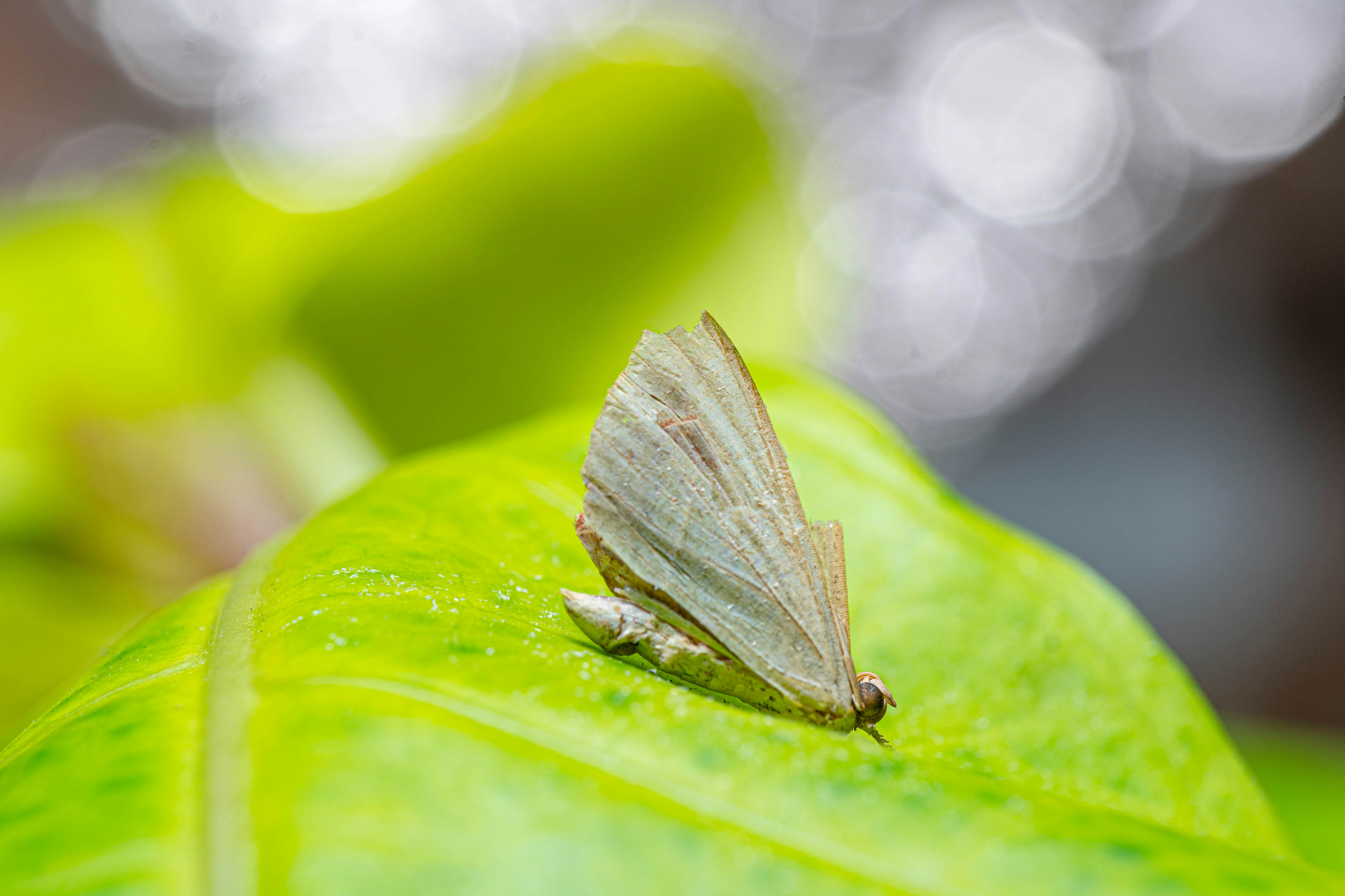 Whispered Wings on a Lime-Lit Leaf