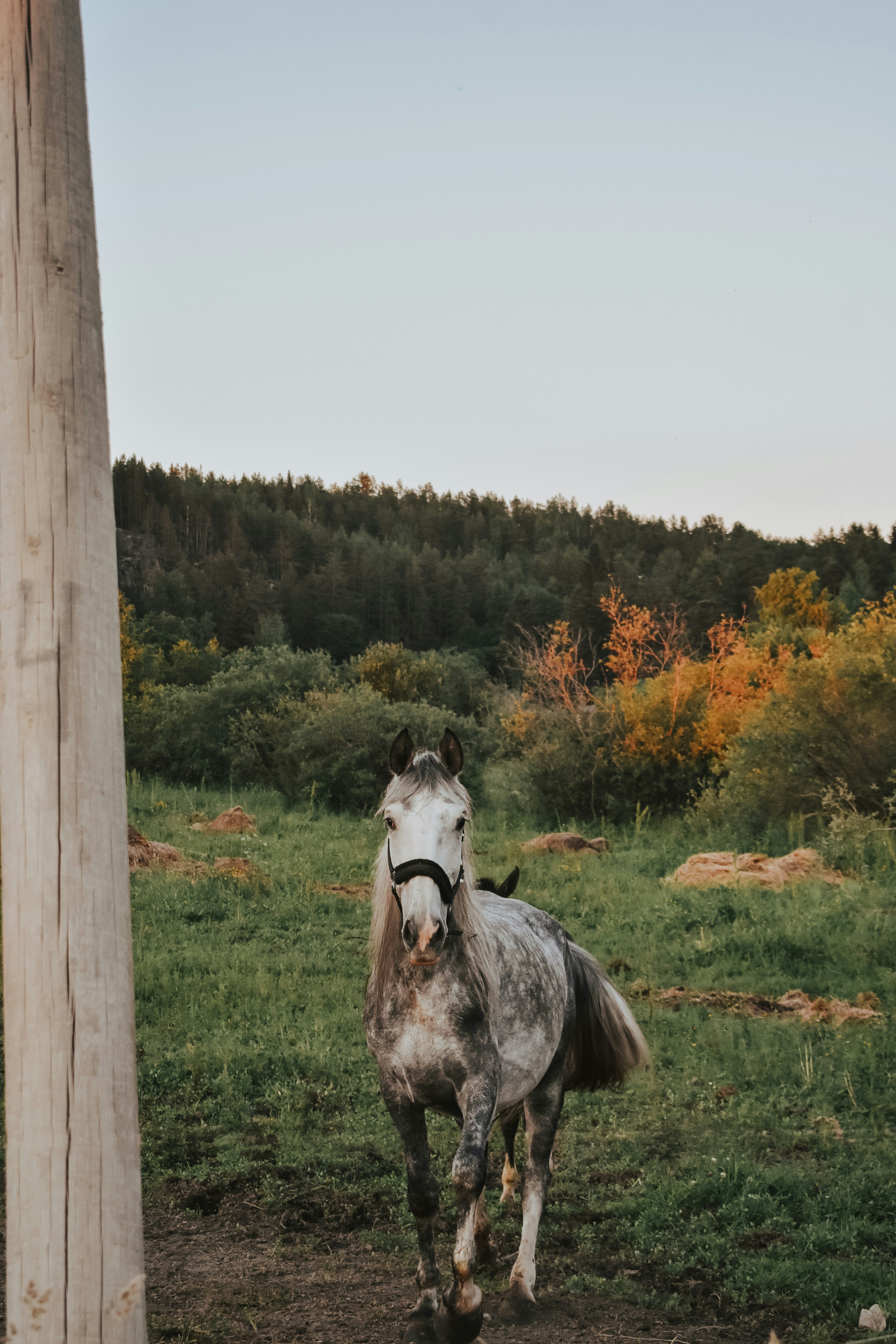Grey Equine at Autumn Light by a Weathered Post