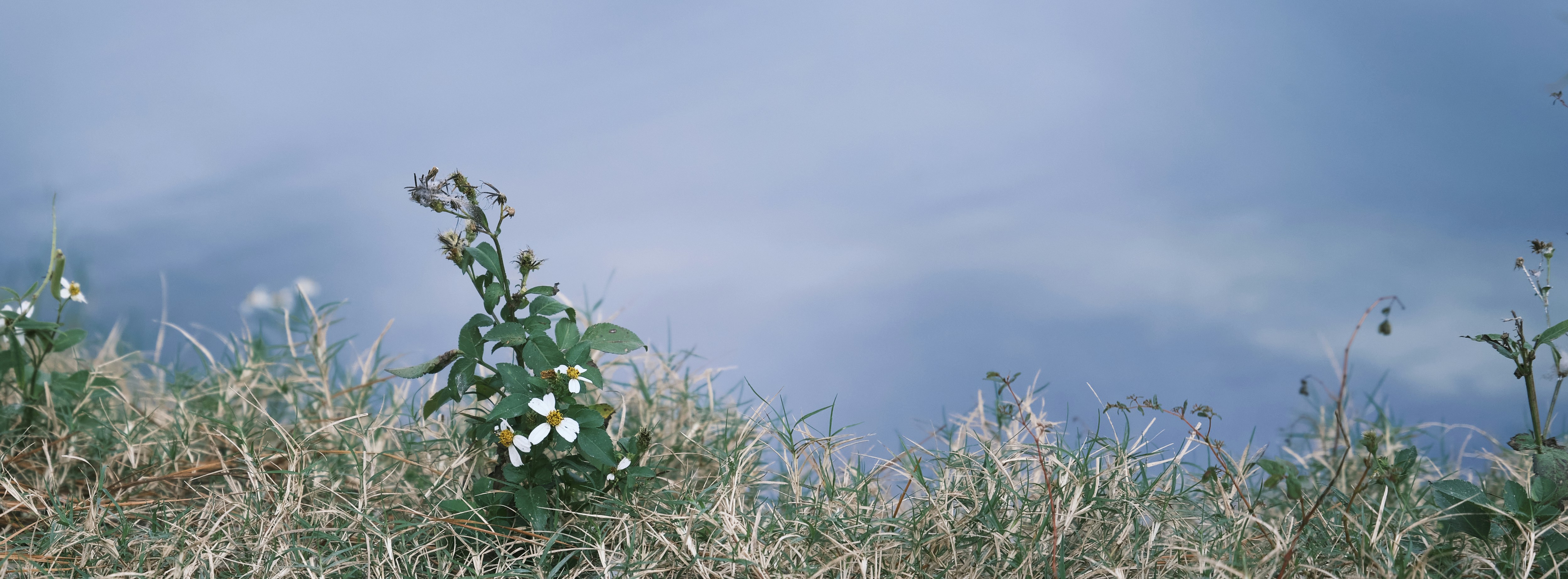 a field of grass and flowers