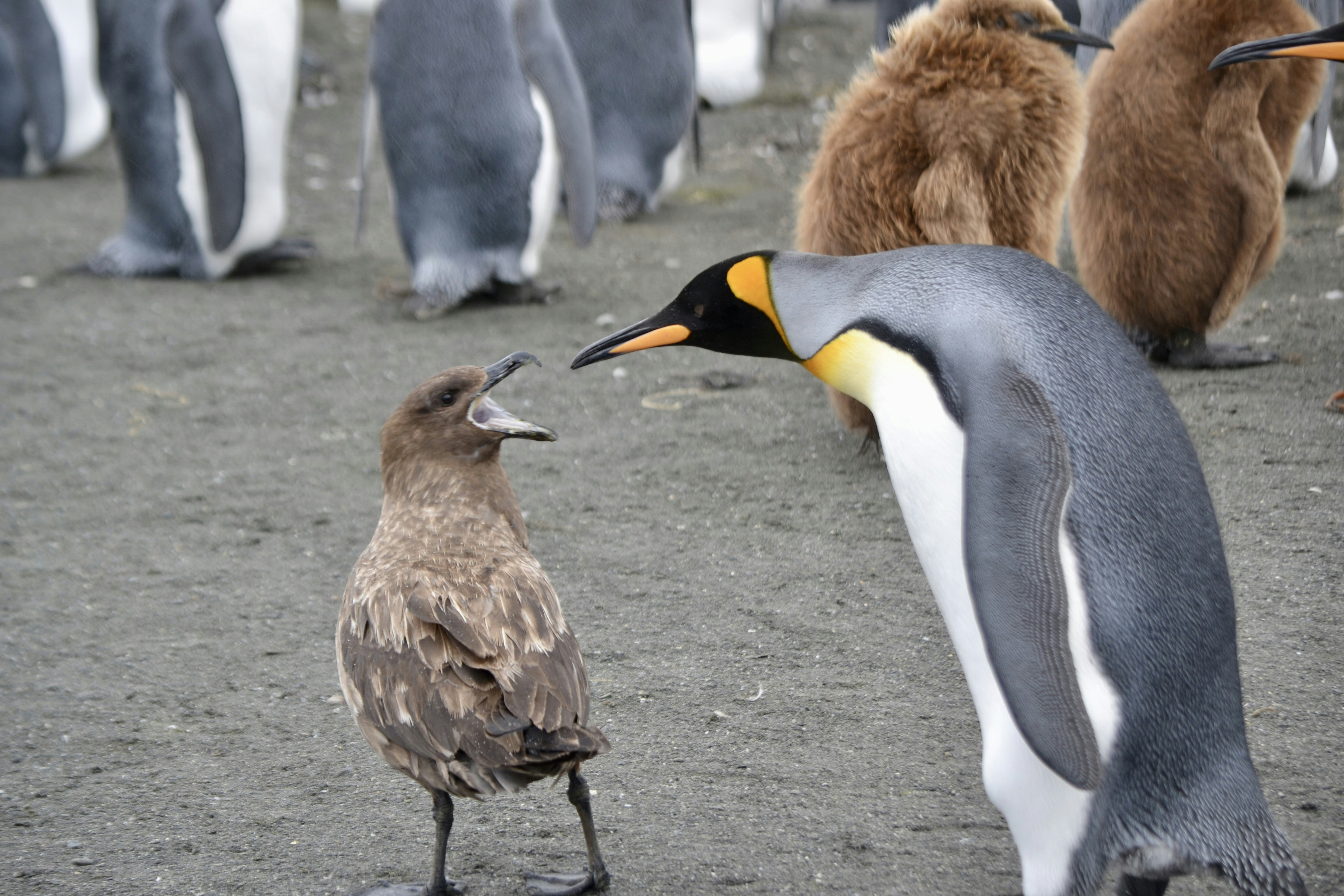 "Give it up already," says a Petrel to a King Penguin looking for eggs to steal.