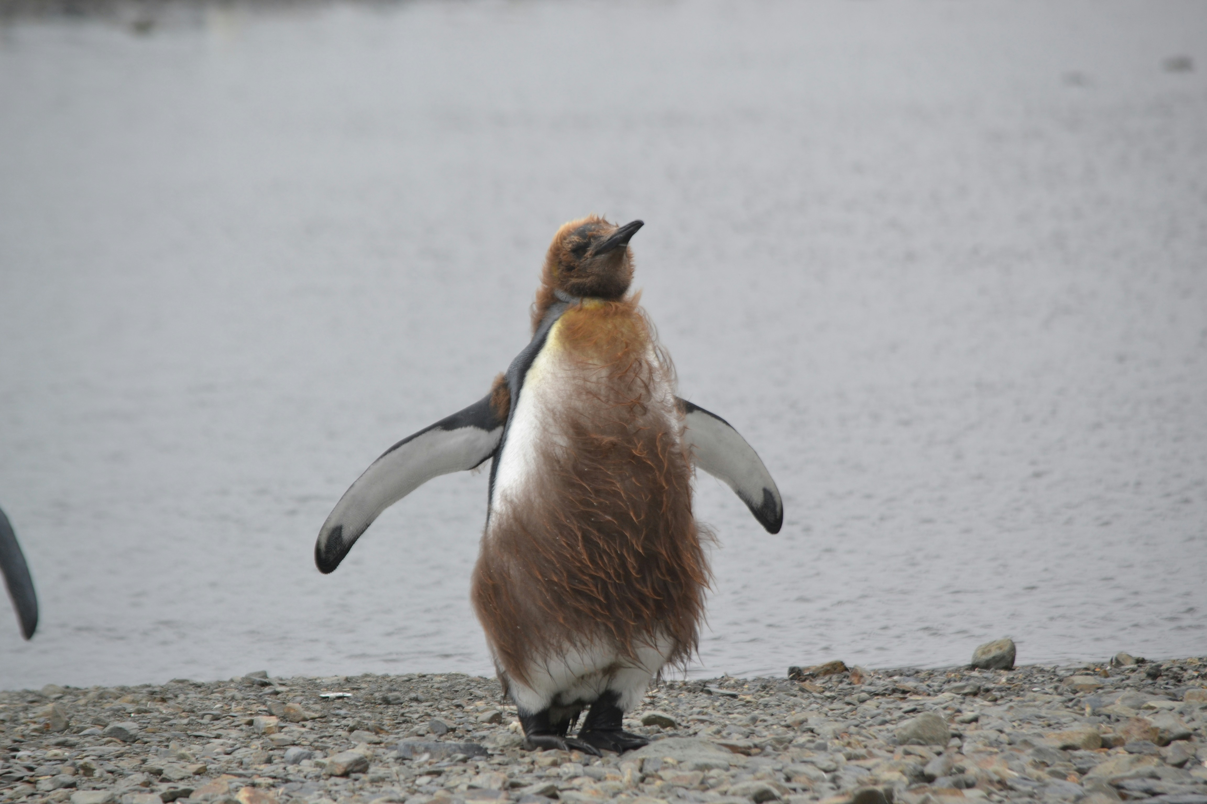 Grounded in Gray: Penguin on a Pebble Stage