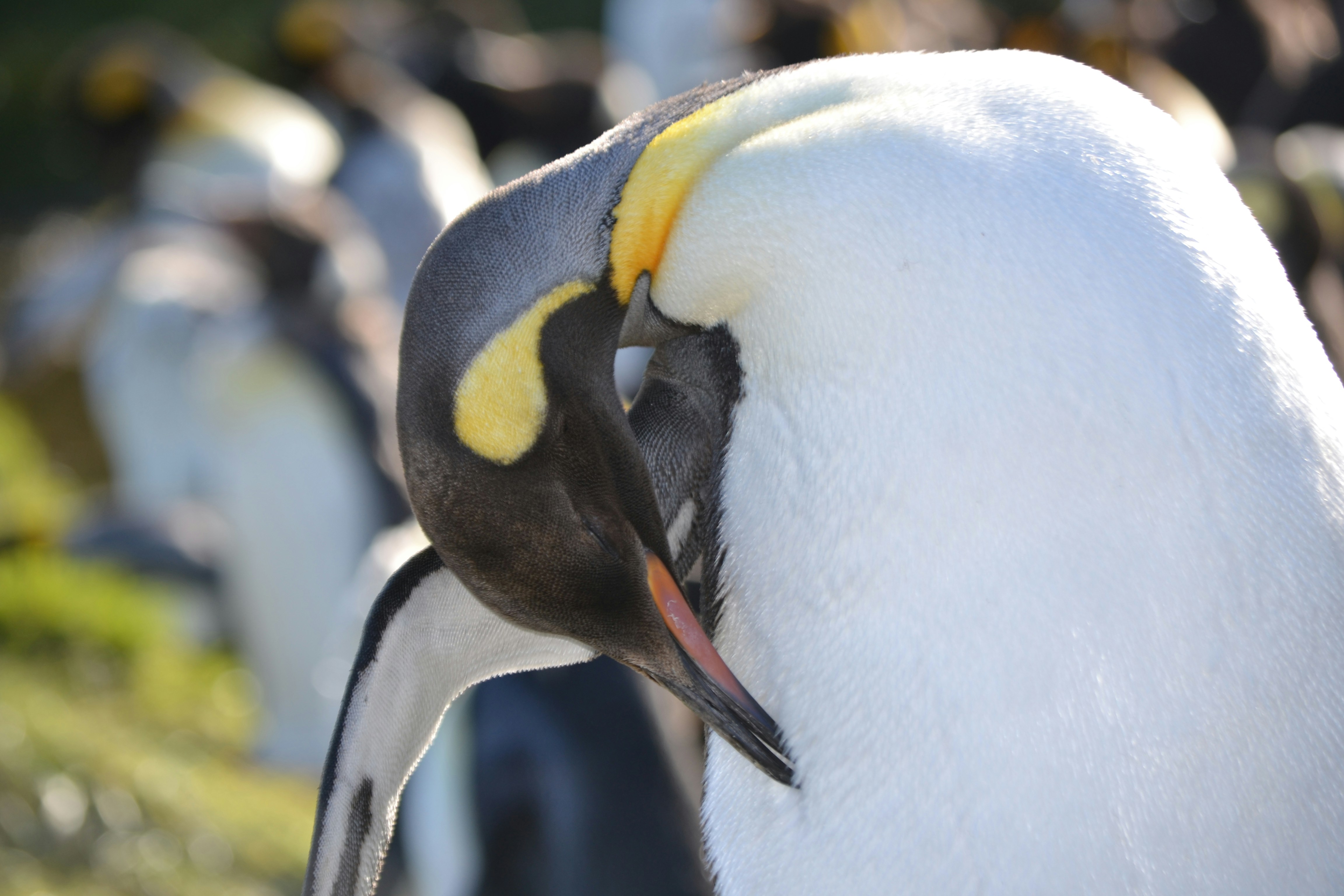A King Penguin grooms himself | a penguin with its beak open