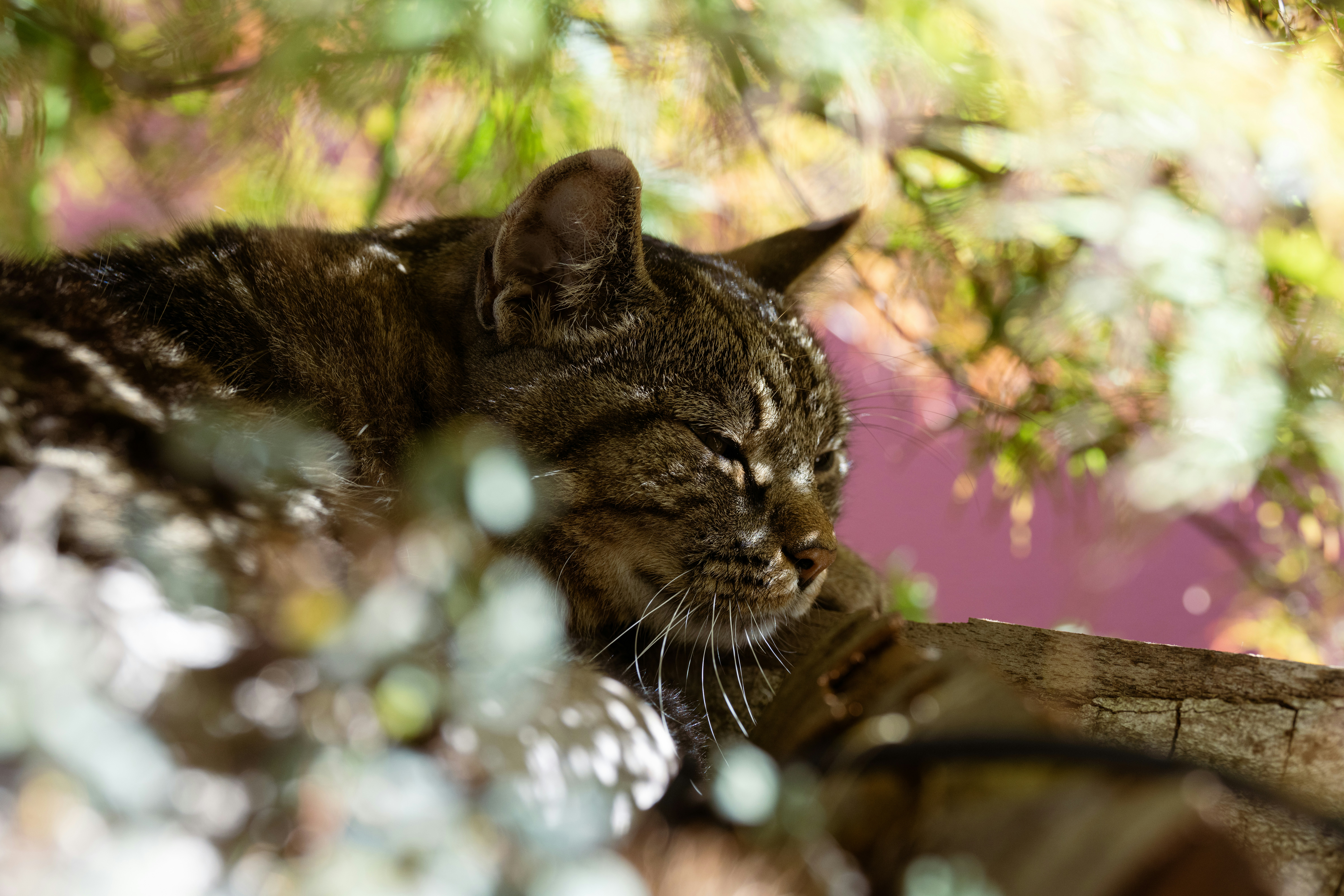 Serenity in the Dappled Shade