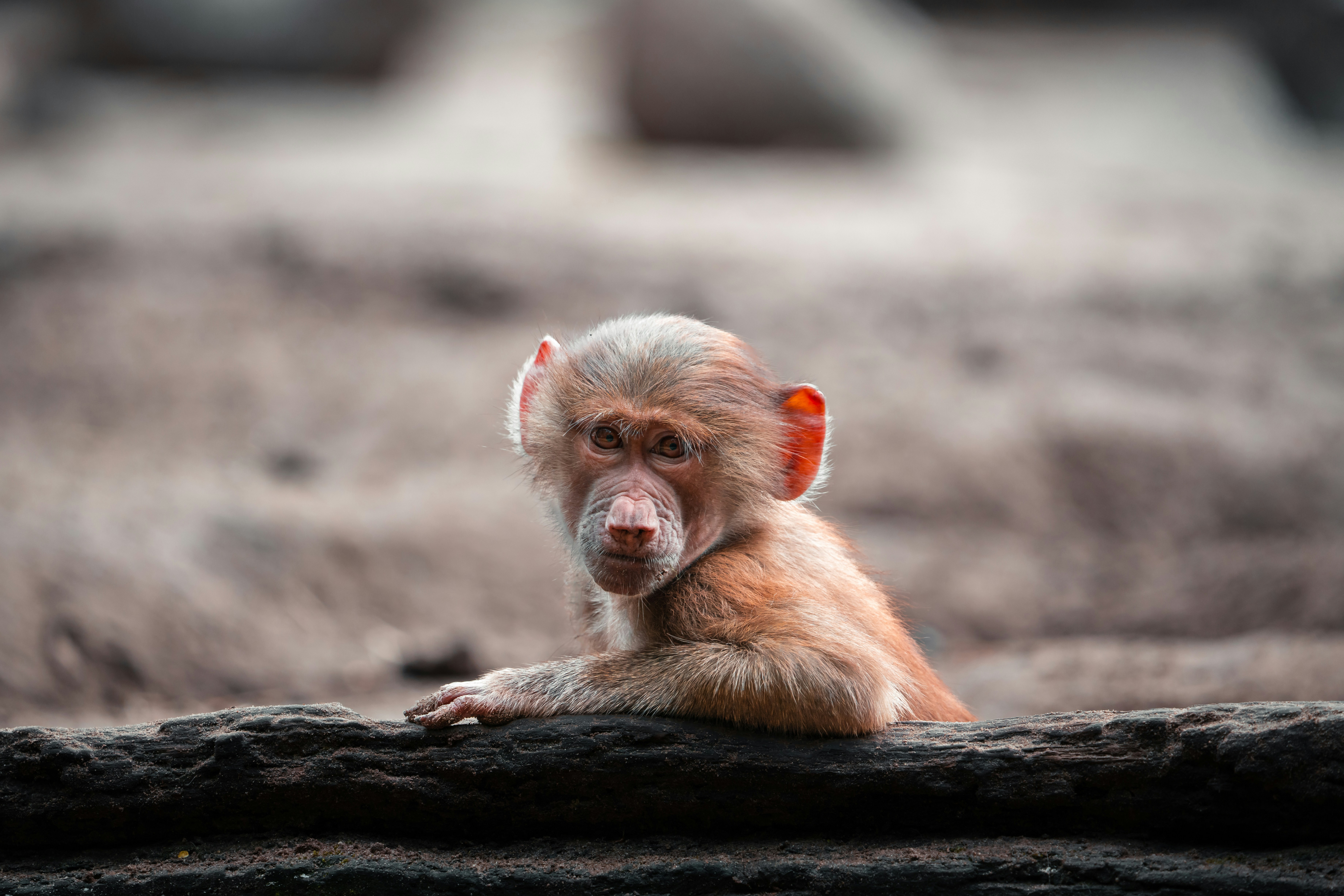 Curious Capuchin Leaning on a Weathered Log
