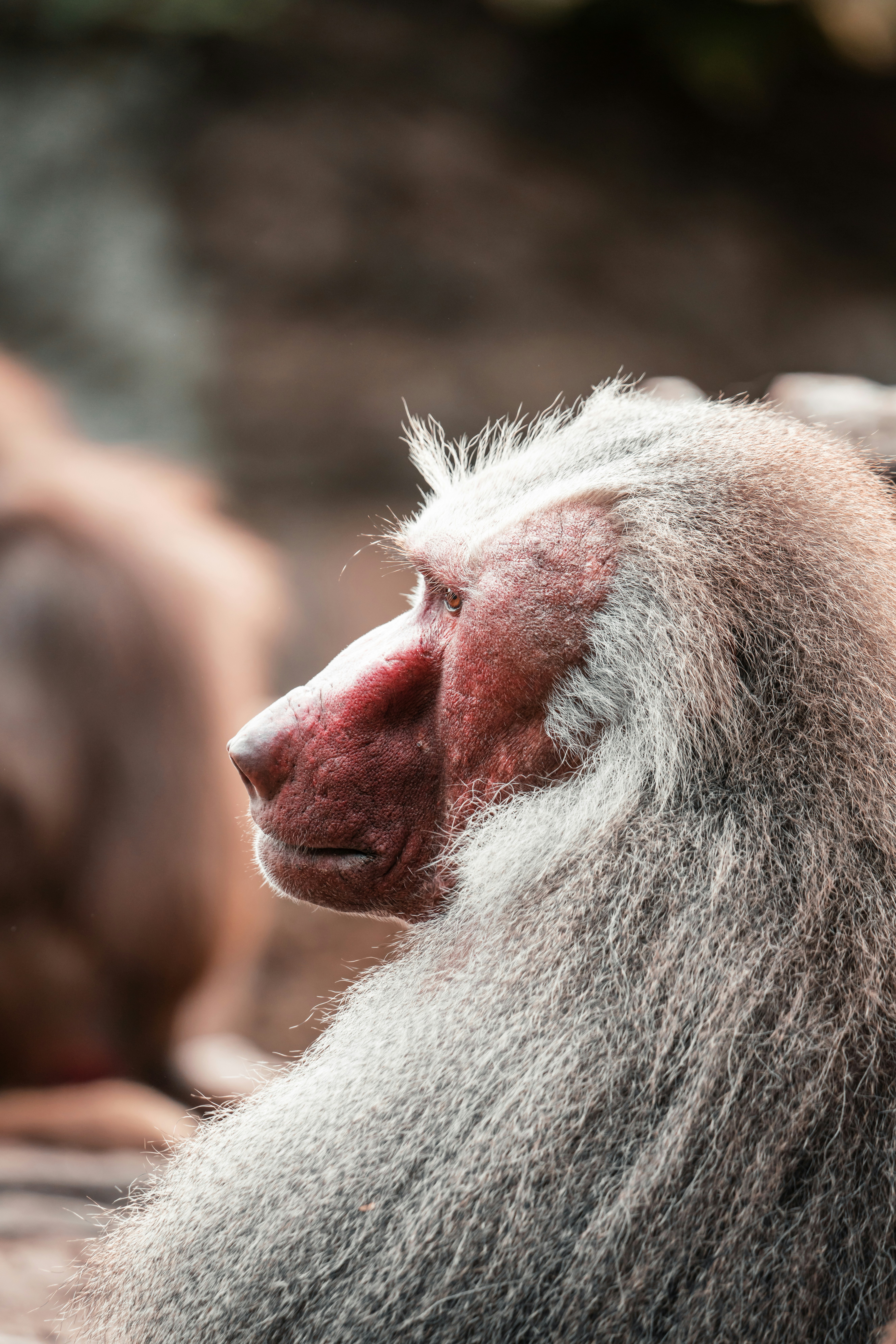 Profile Portrait of a Red-faced Macaque in Soft Focus