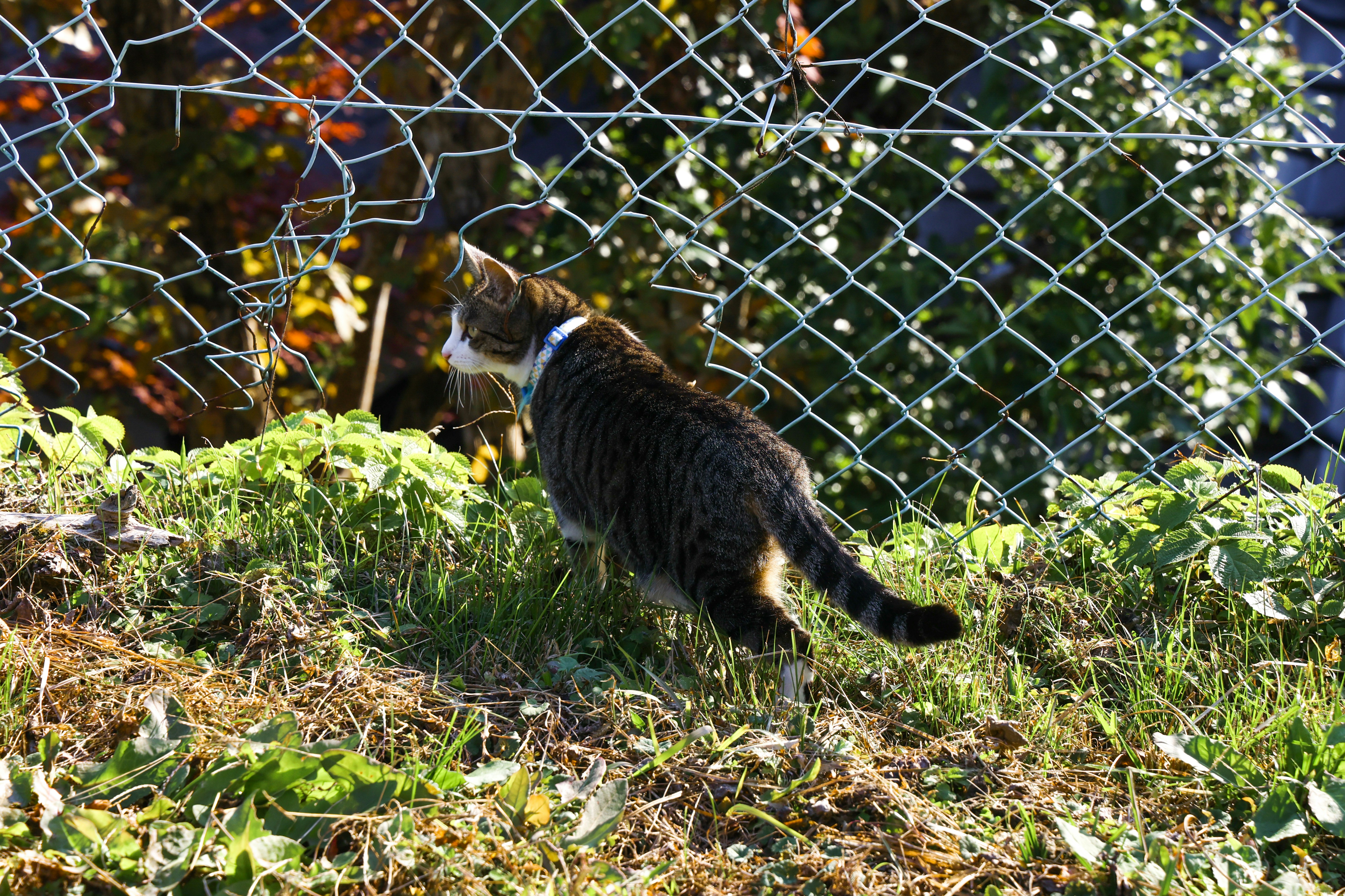 Curious Cat Pauses at the Garden Fence