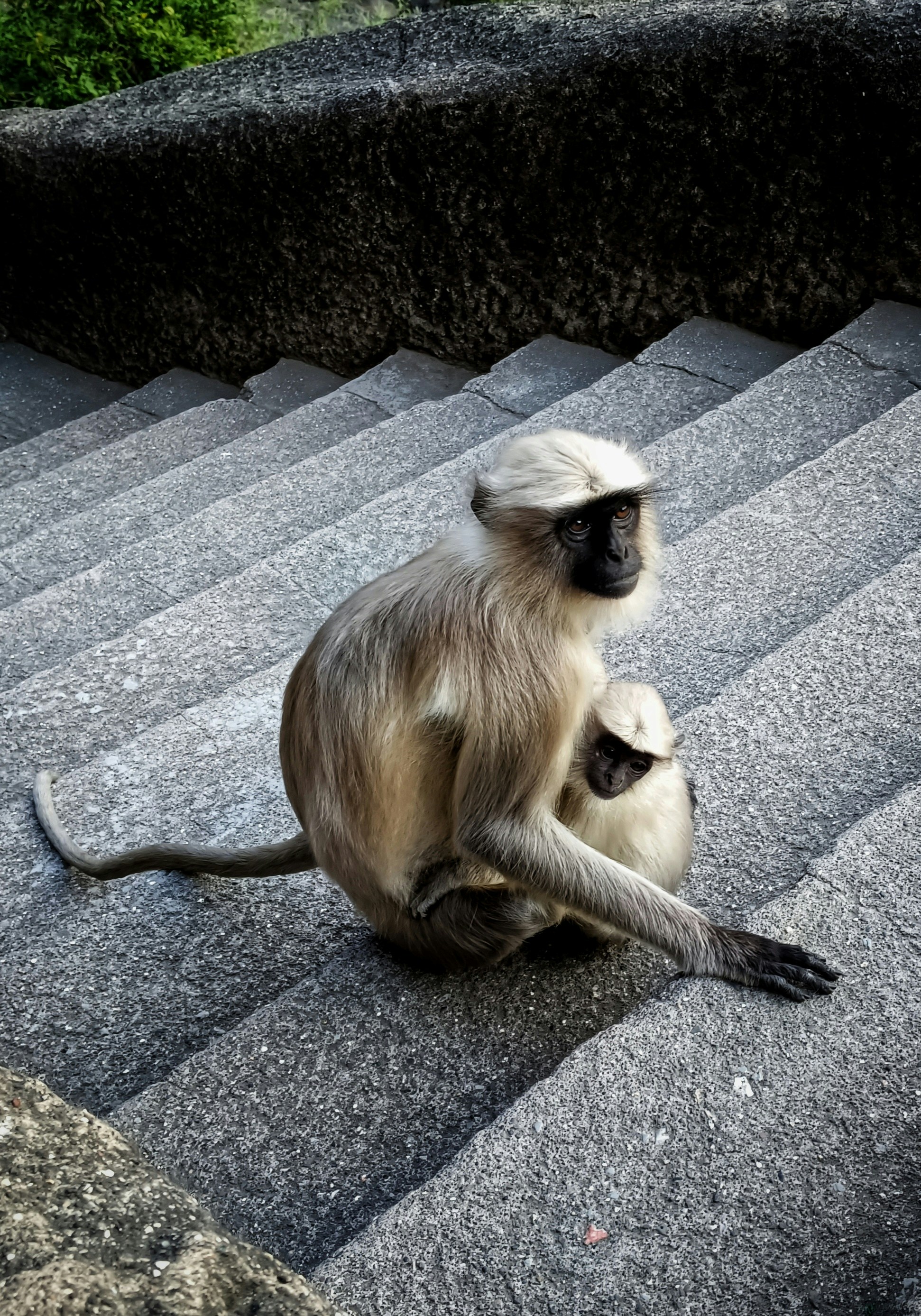 Mother and son monkey