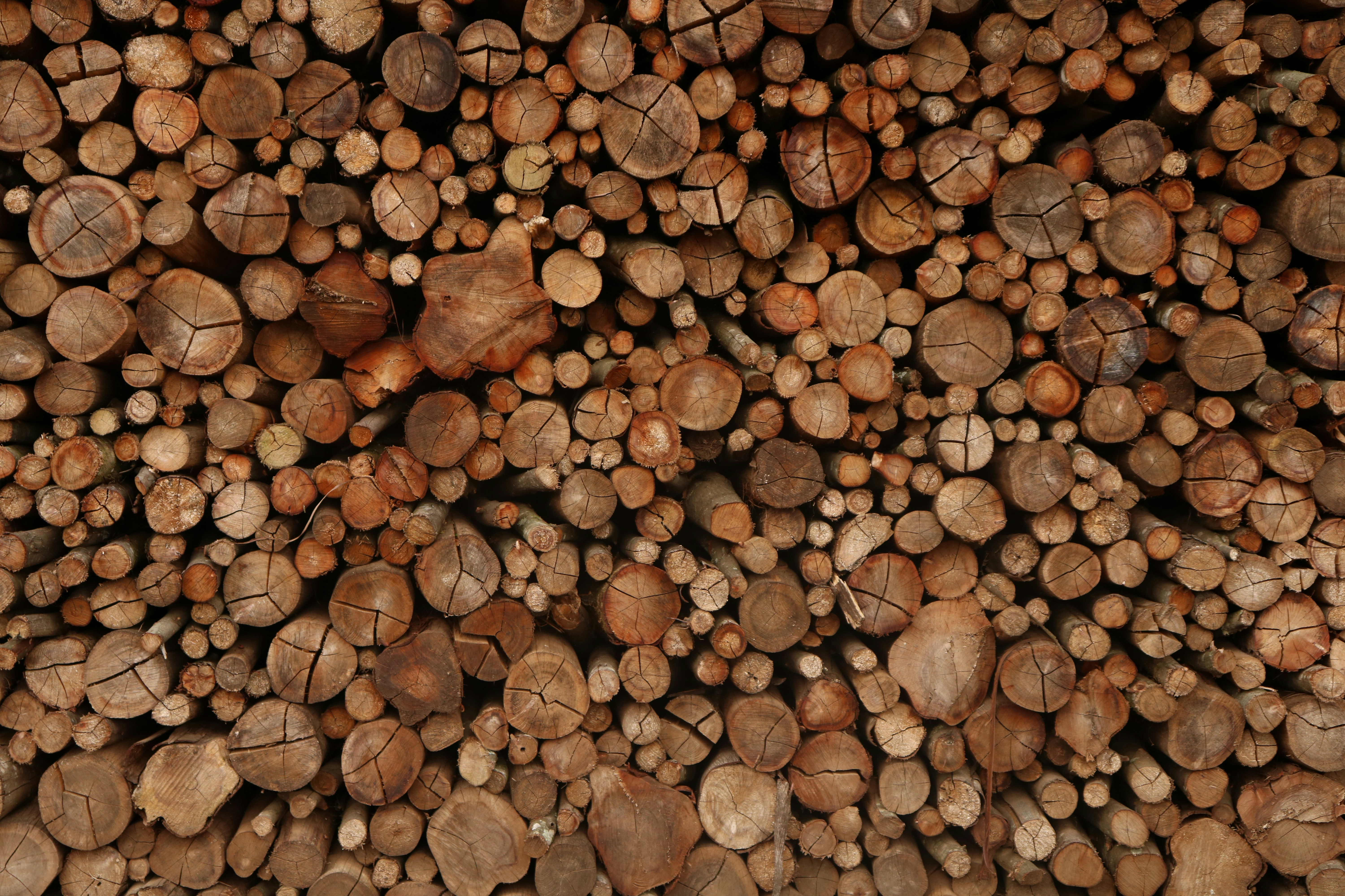 Symphony of Timber Circles