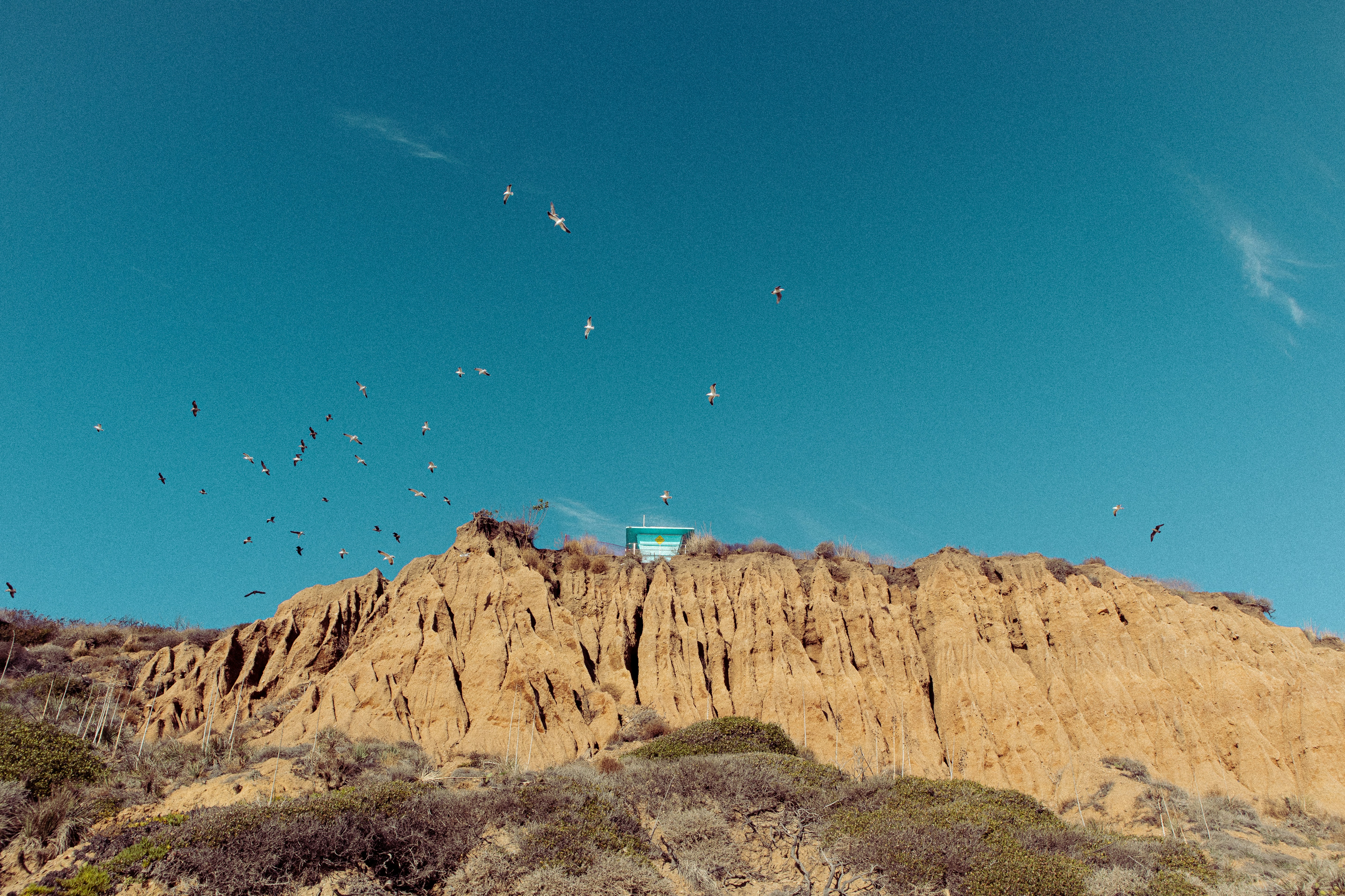 Seagulls Dance Over Coastal Cliffs