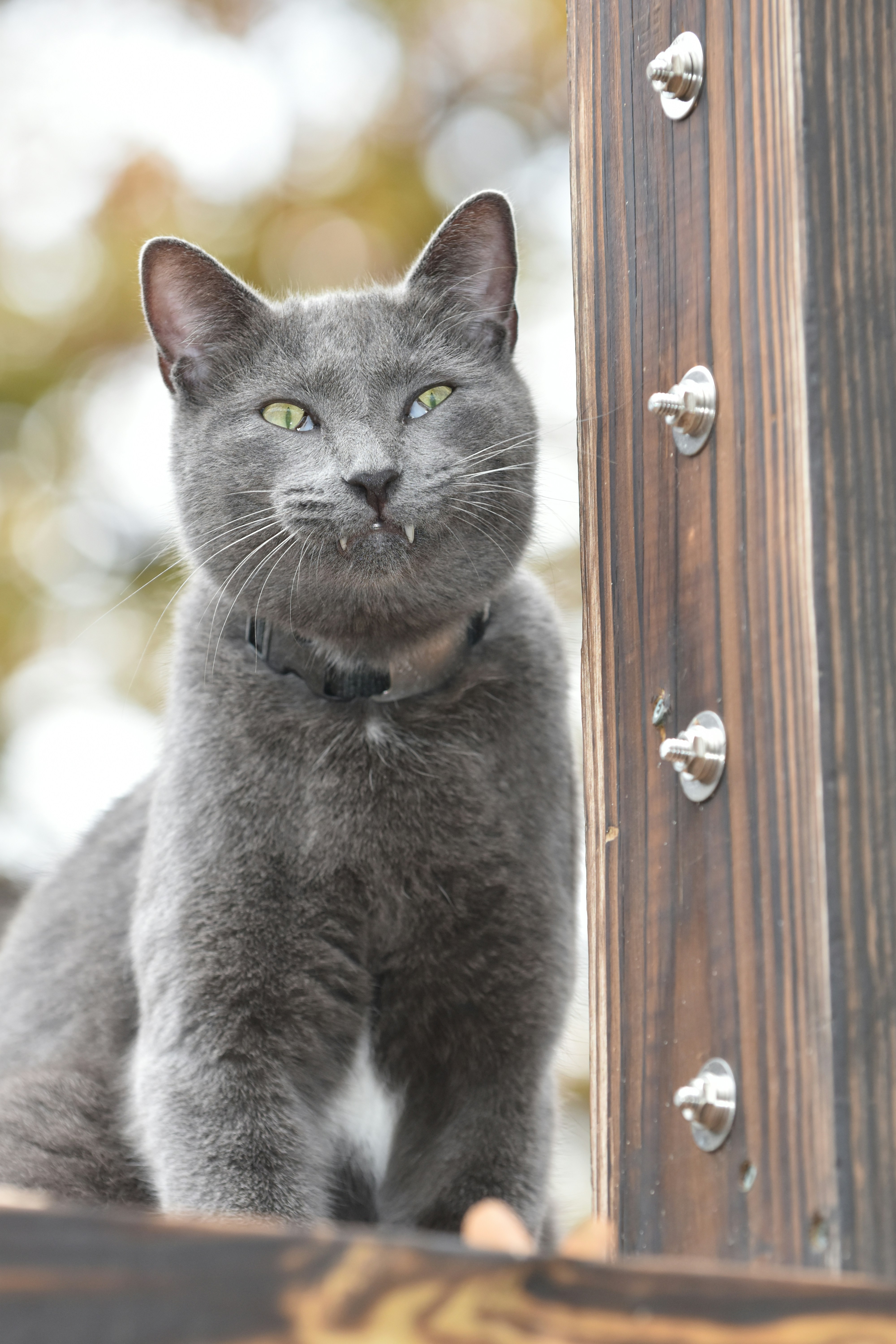 Imágenes de Gato Rabioso | Descarga imágenes gratuitas en Unsplash