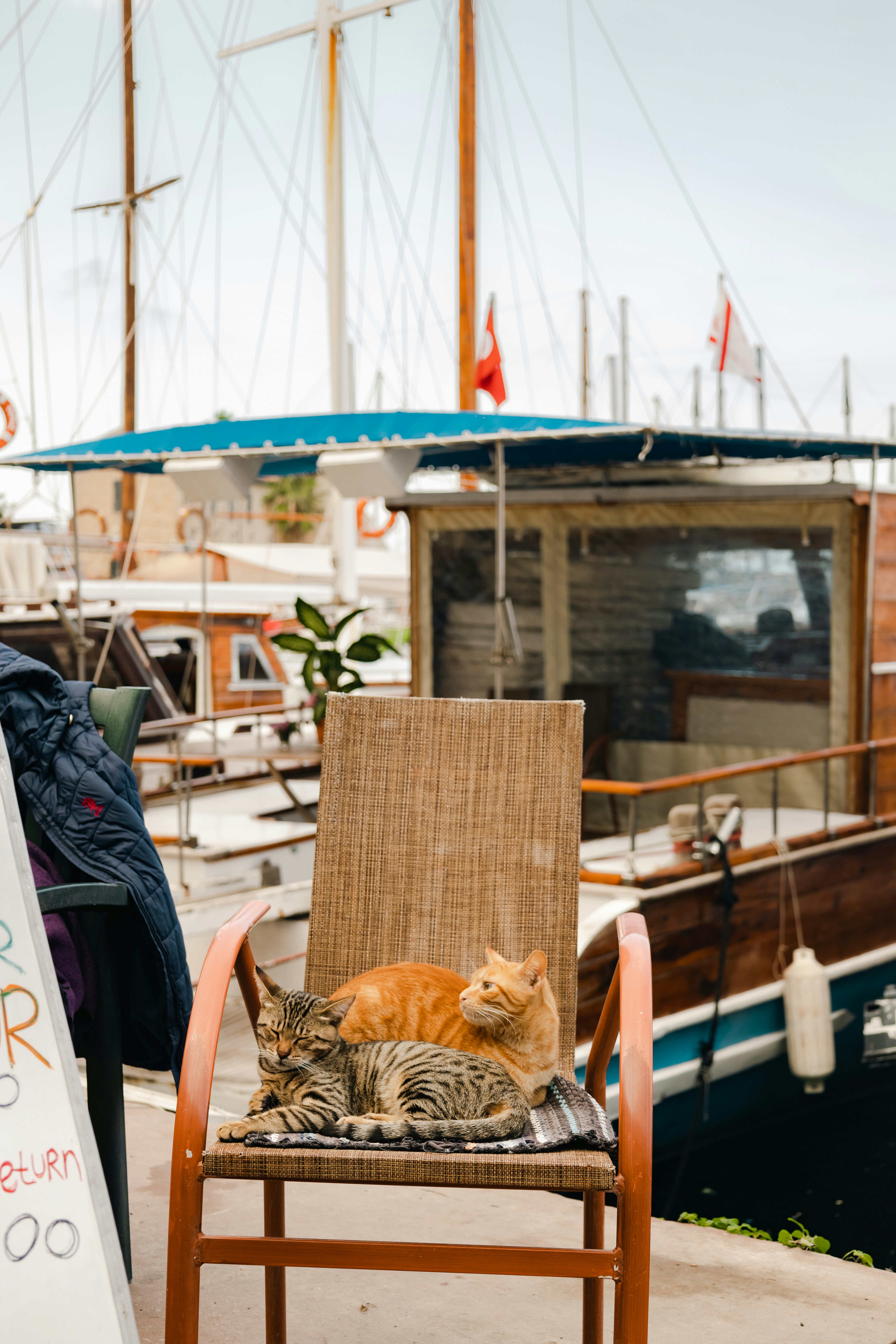 Lounging in the Marina: Two Feline Guests on a Wicker Chair
