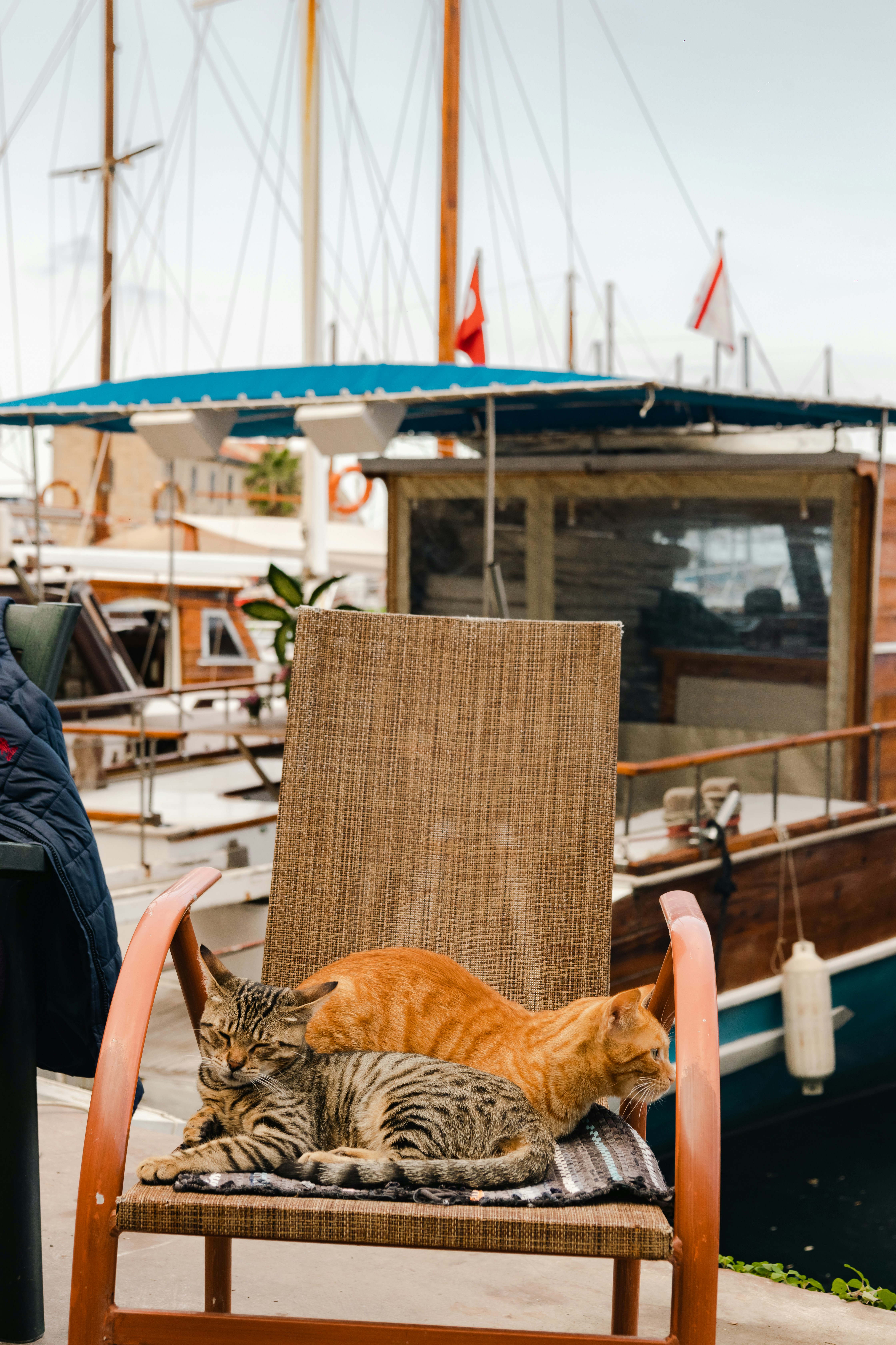 Wicker Throne by the Marina: Two Cats Guard the Quiet Harbor