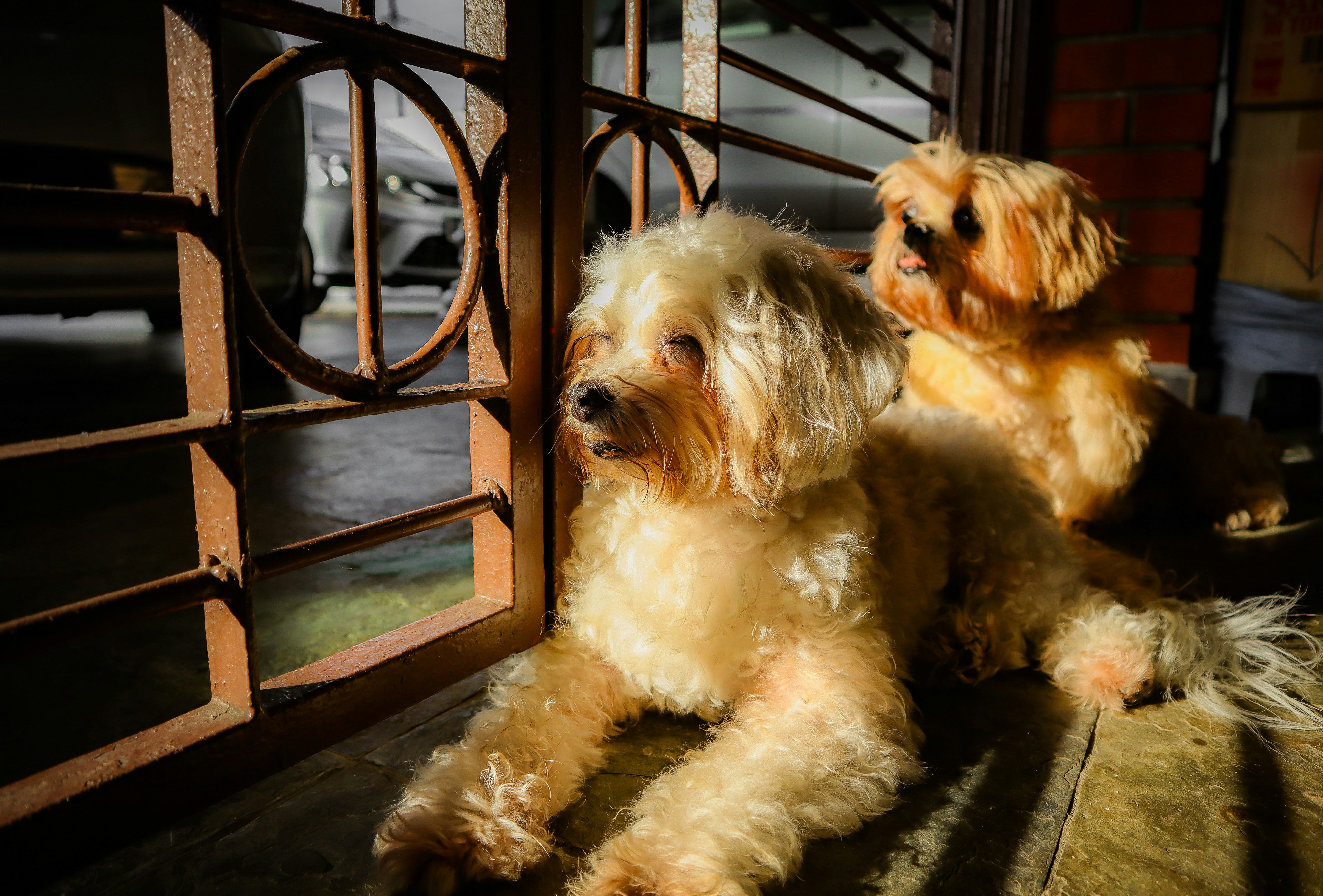 Two dogs sitting on a couch photo – Free Pet Image on Unsplash
