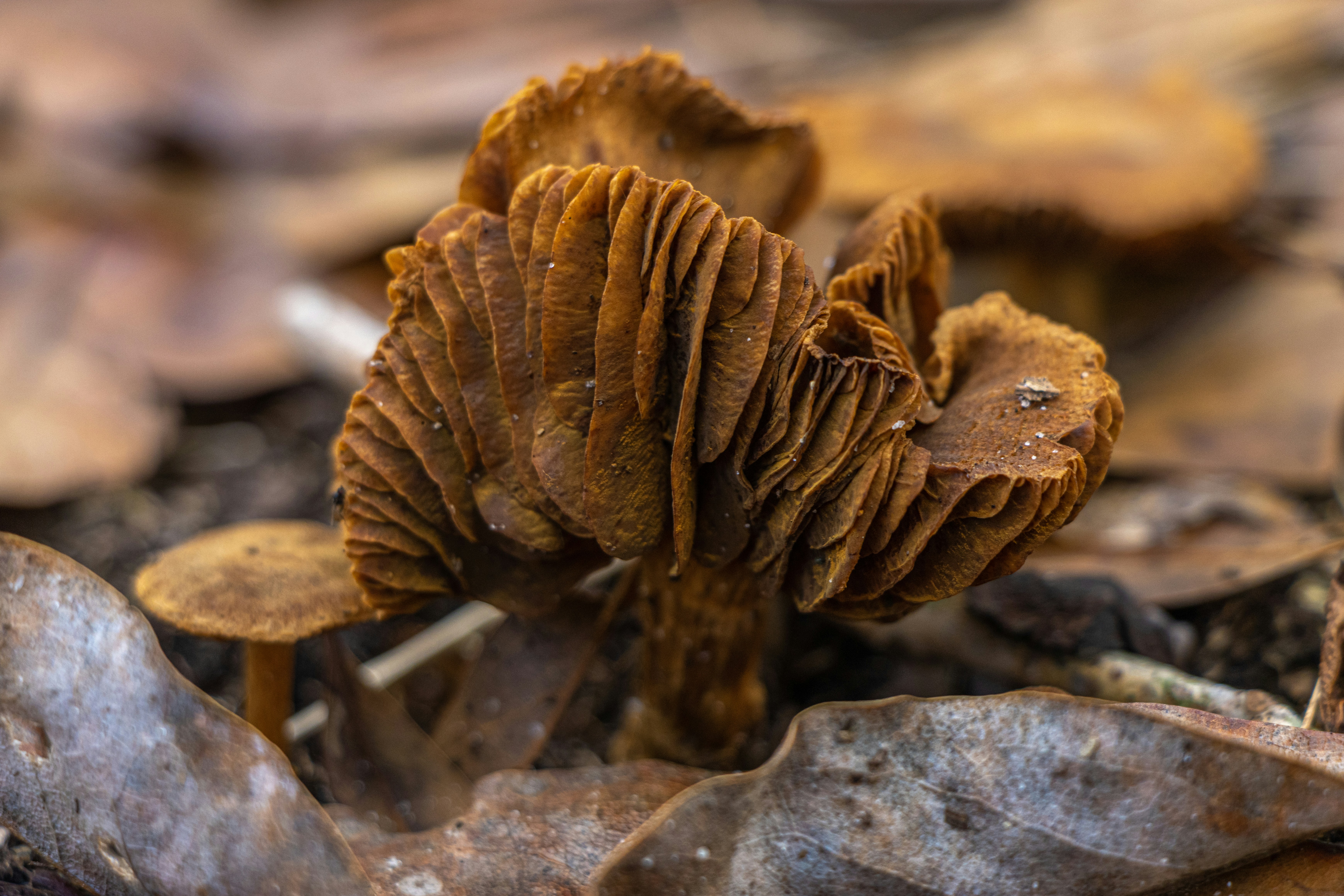 Mushroom Crest: Brown Gills Rise from Damp Leaf Litter