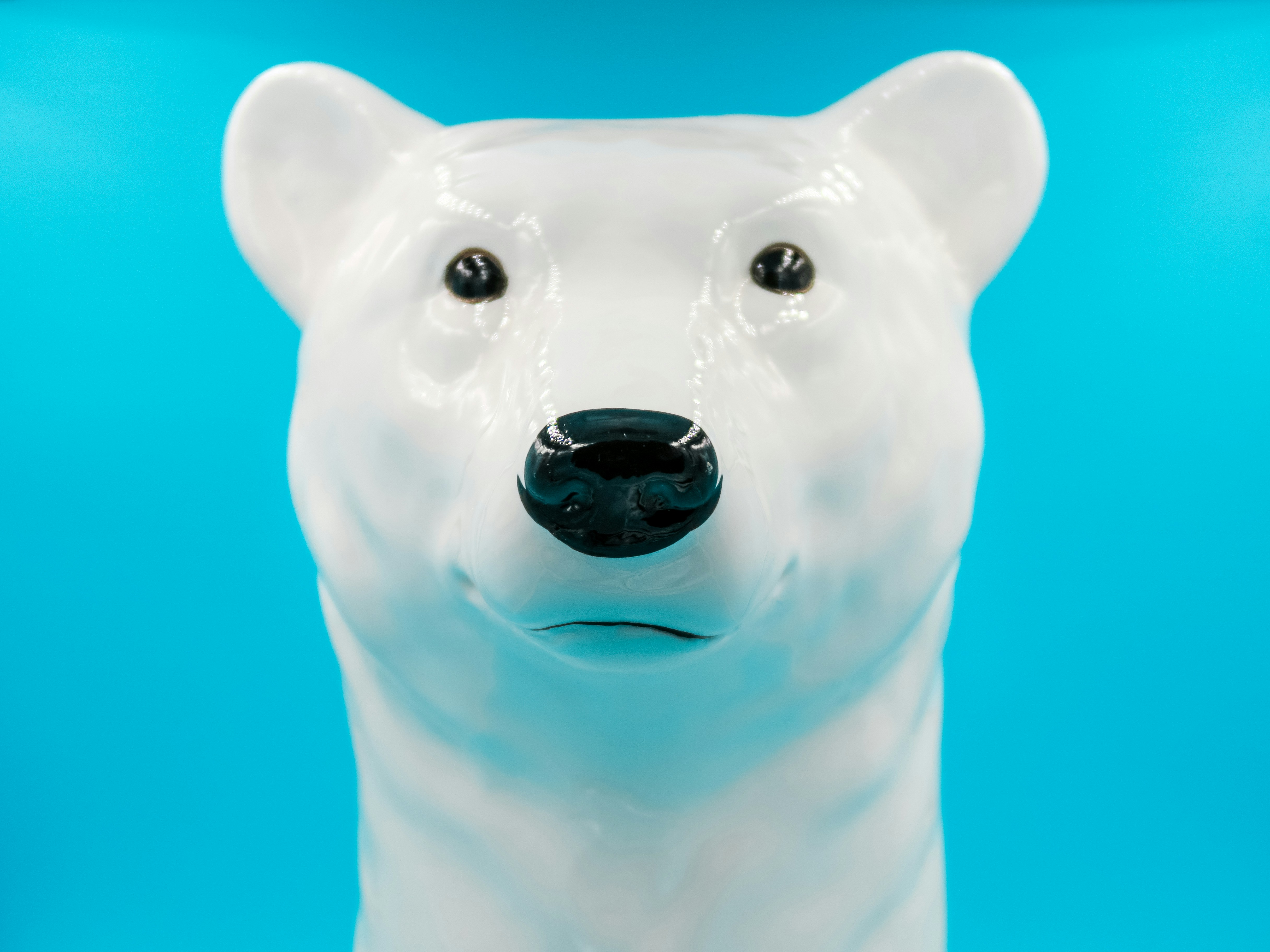 Glow-White Polar Bear Against Cyan Backdrop
