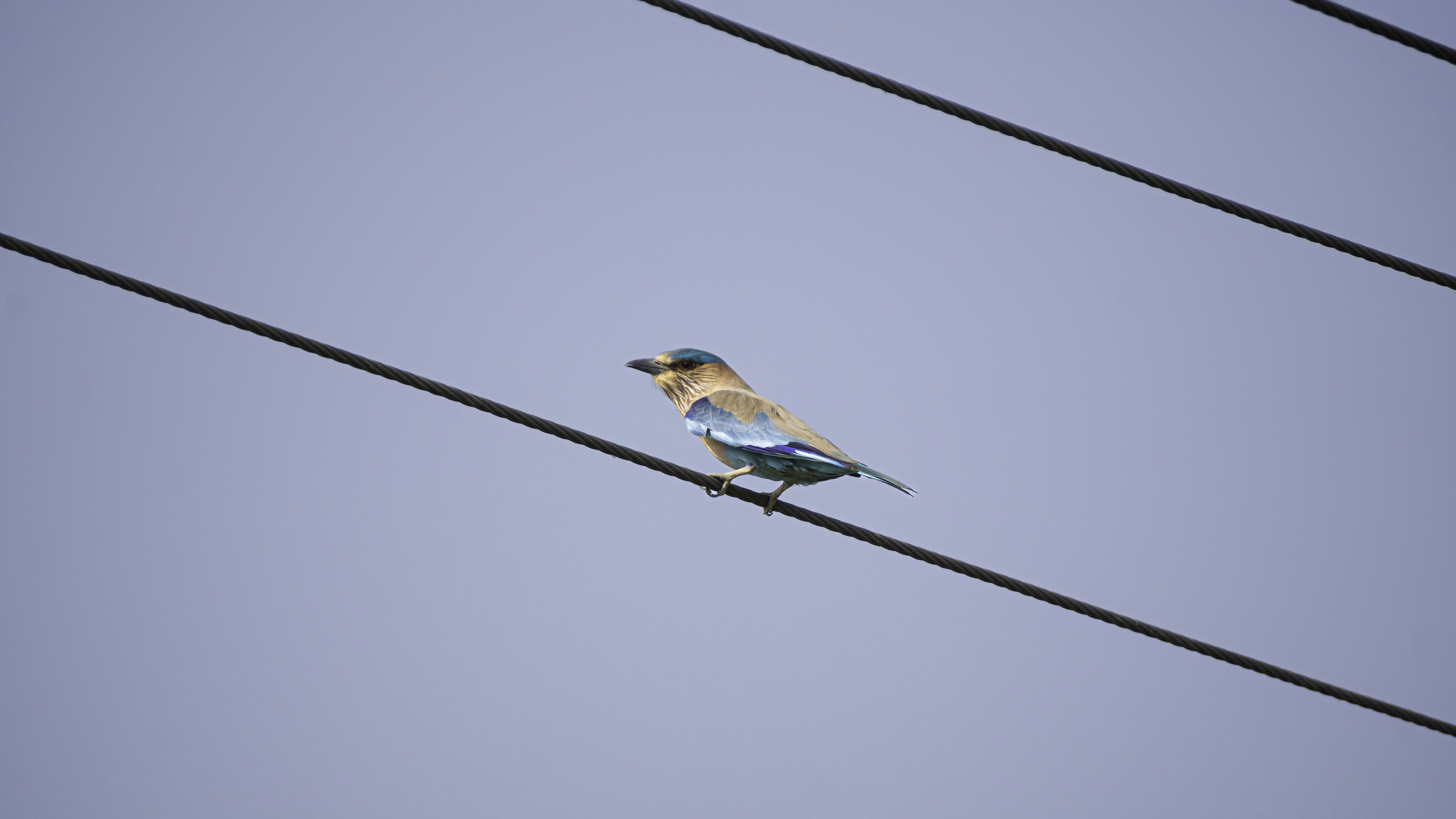 Azure Kingfisher on a Diagonal Wire: Quiet Focus Against a Sky of Blue