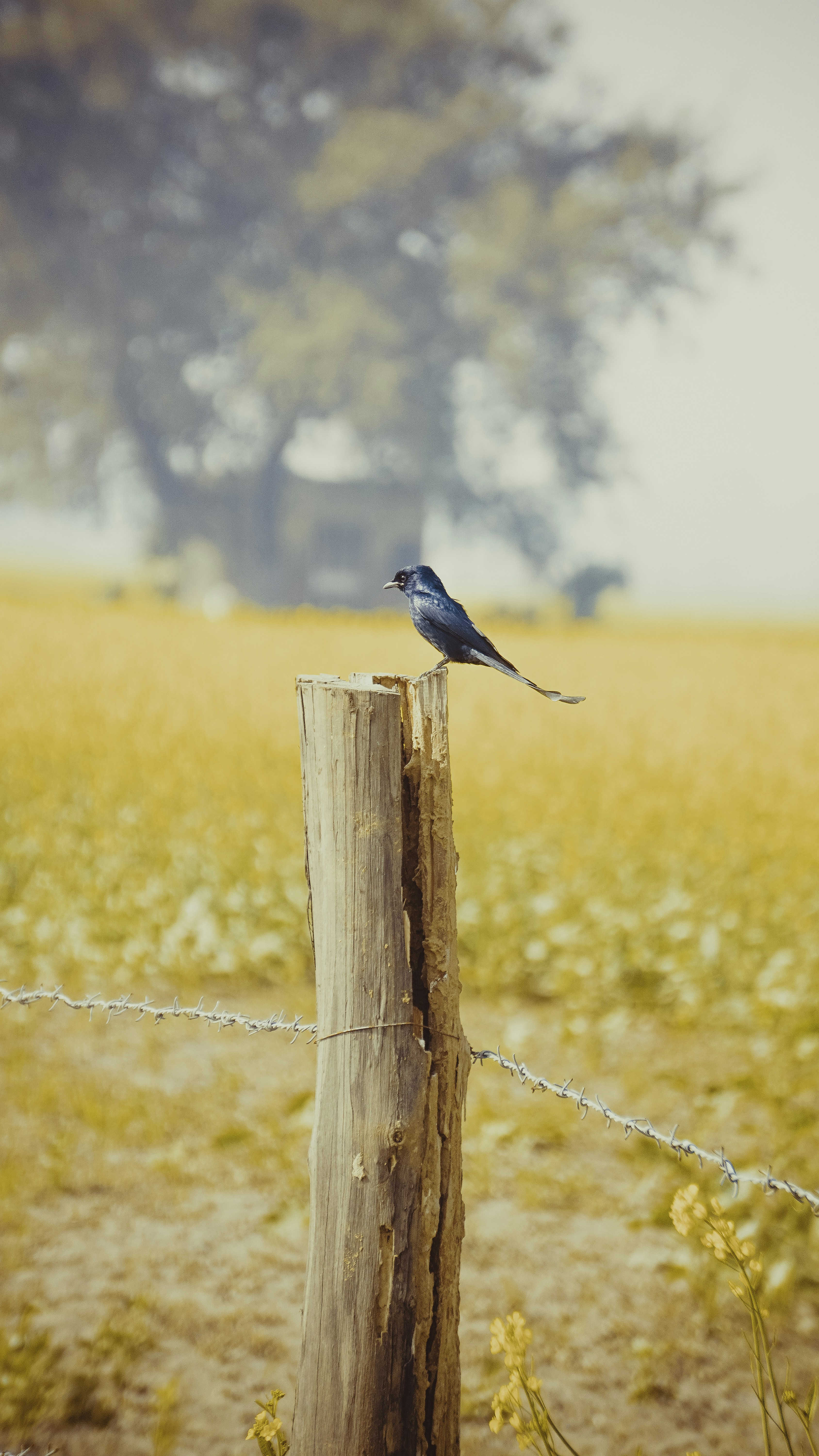 a bird perched on a fence post