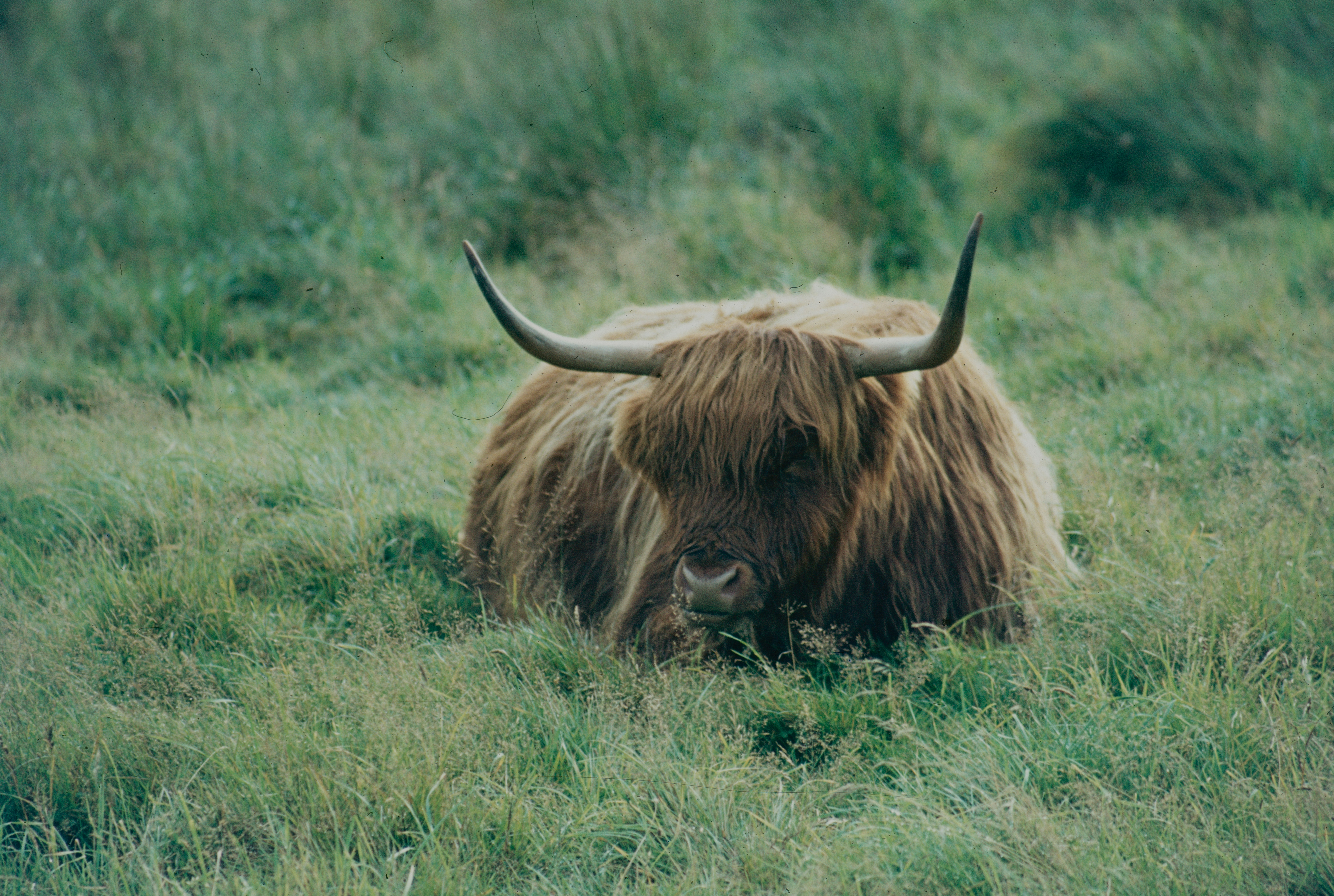 A yak lying in the grass photo – Free Highland cow Image on Unsplash