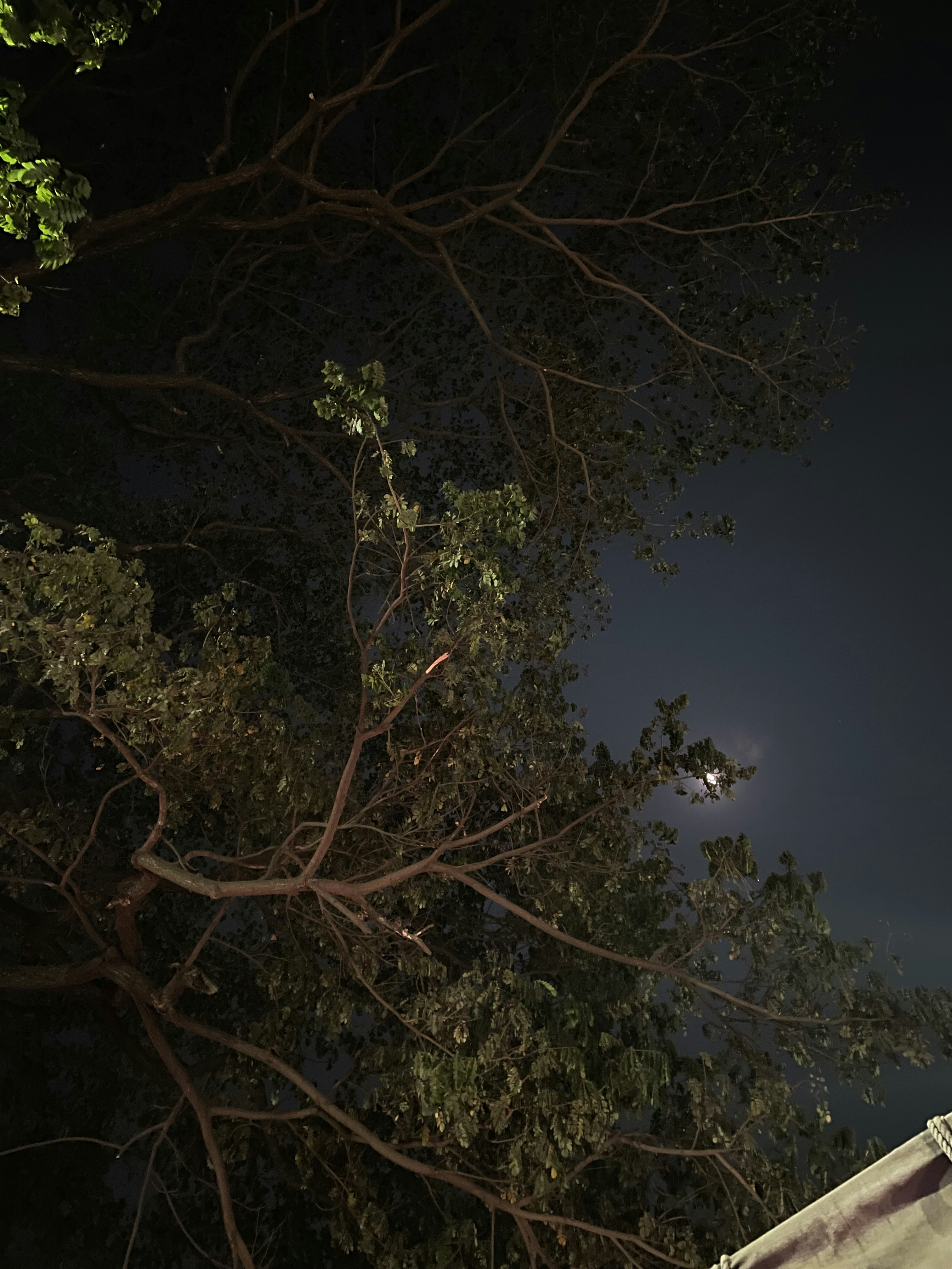 A tree with branches and leaves photo – Free Nature Image on Unsplash