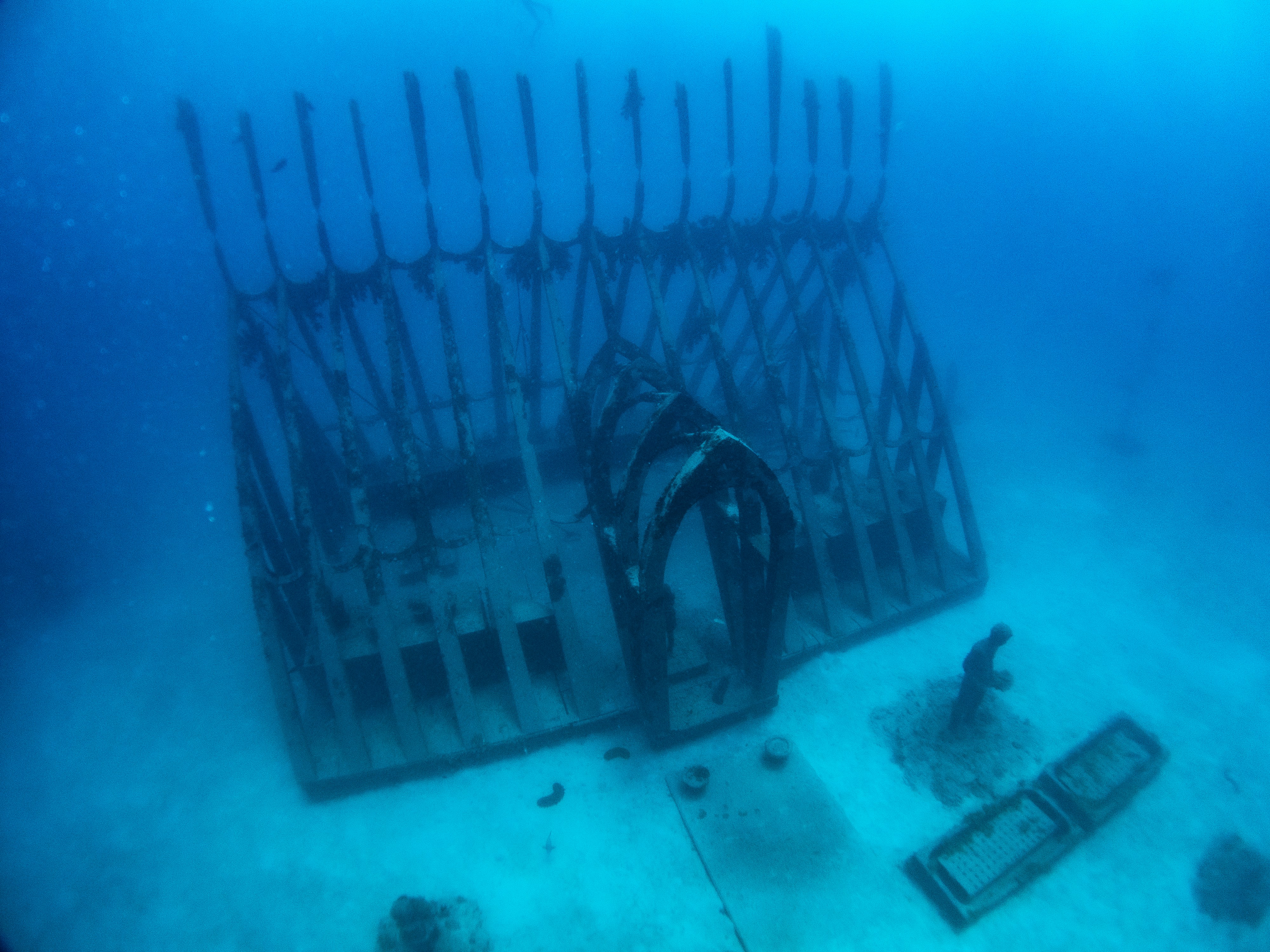 A close-up of a computer photo – Free Coral reef Image on Unsplash
