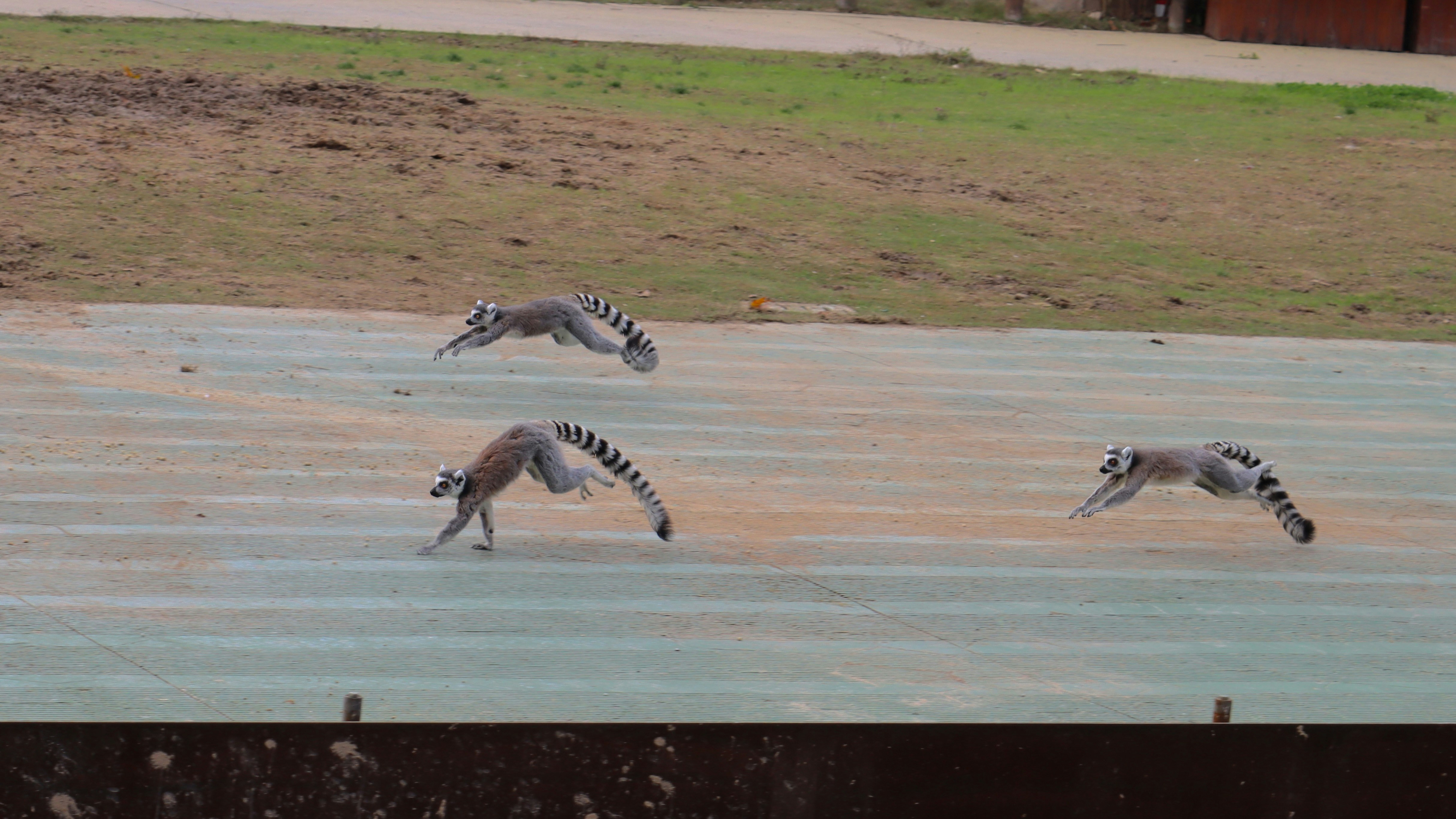 Trio of banded shorebirds gliding over a turquoise pool