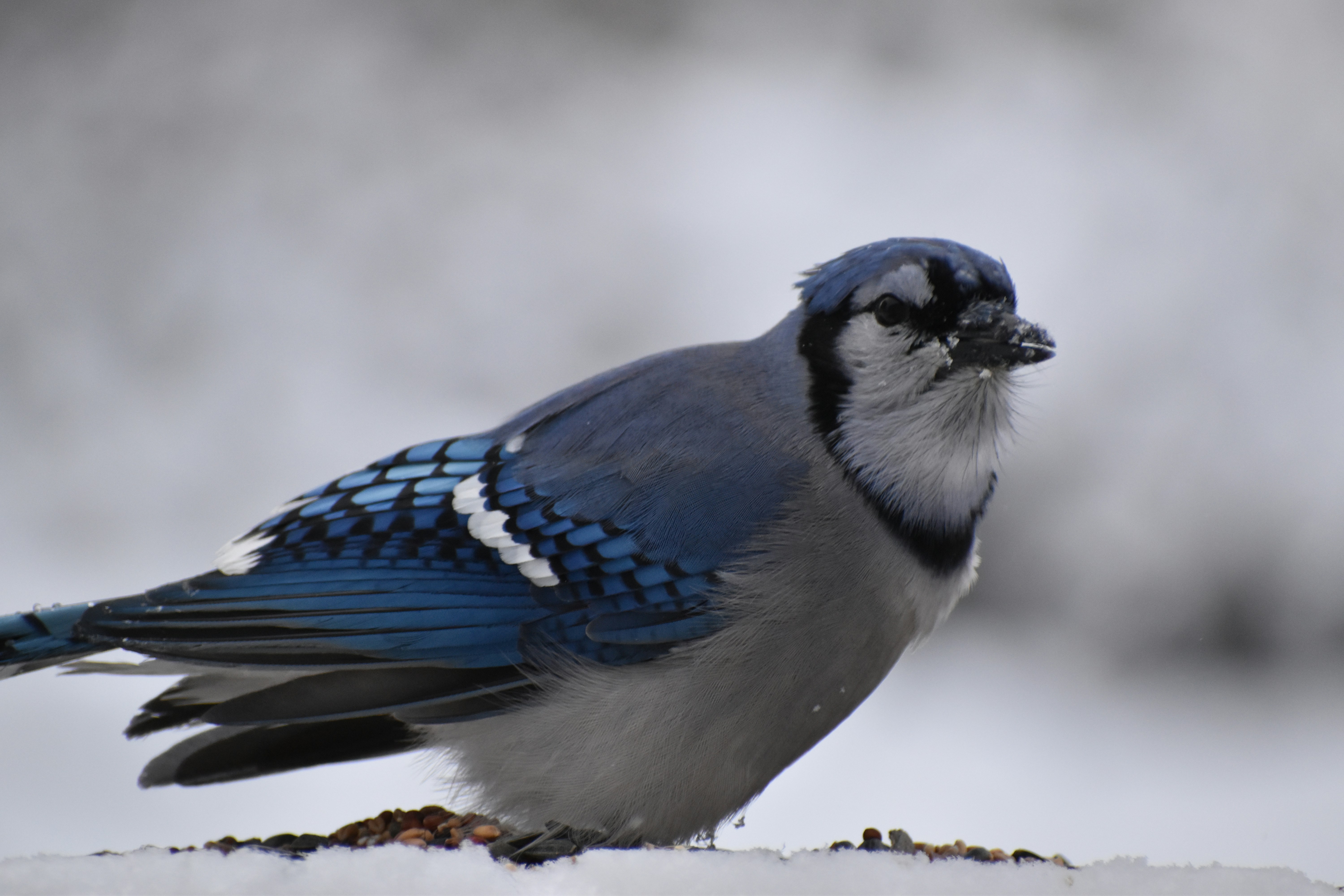 Winter Sentinel: Blue Jay Pauses on a Snow-Dusted Ledge